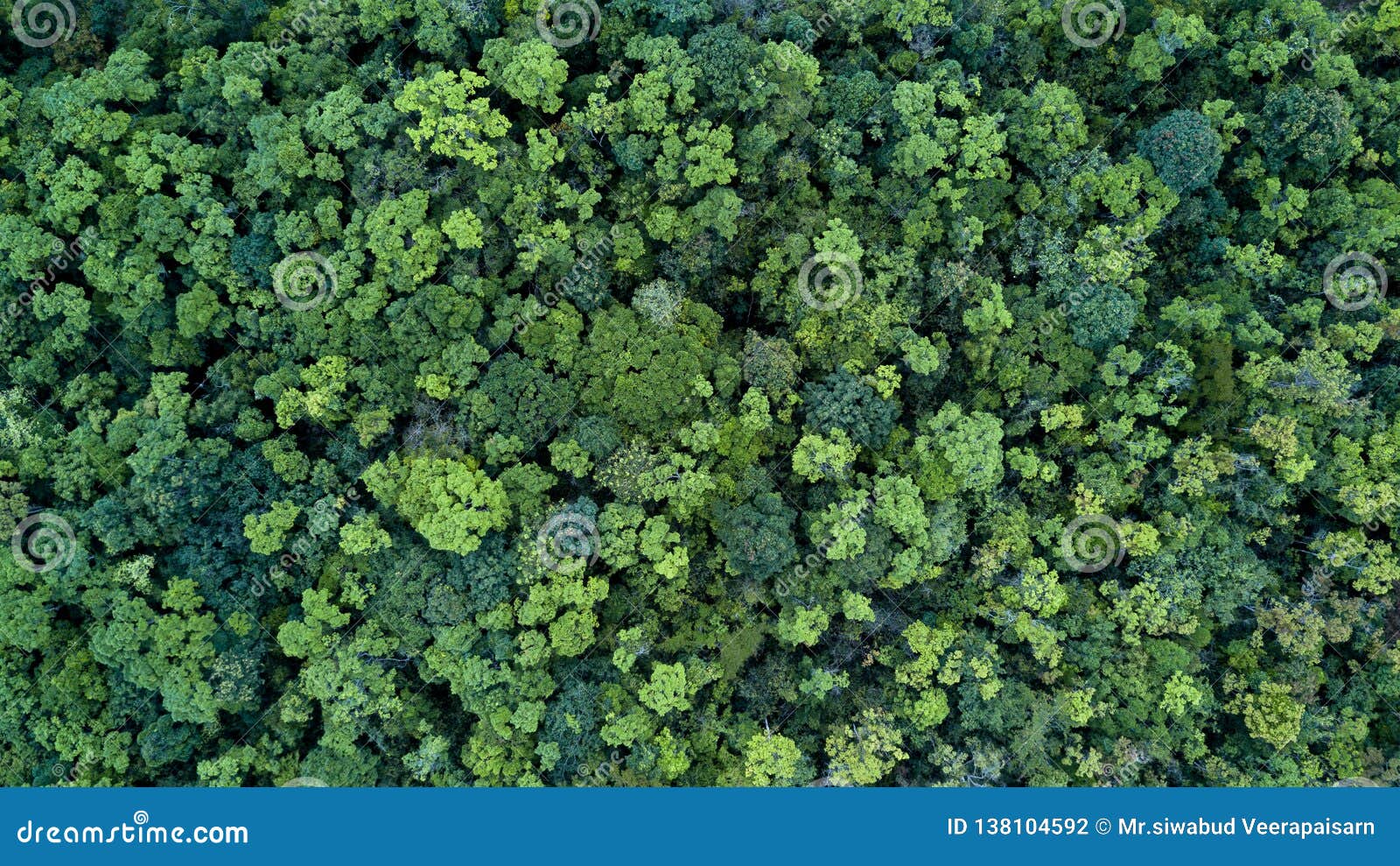 Forest and Tree Landscape Texture Background, Aerial Top View Forest ...