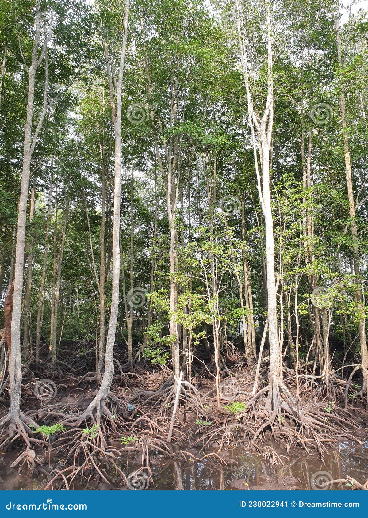 Langsa Plants Stock Photos - Free & Royalty-Free Stock Photos from ...