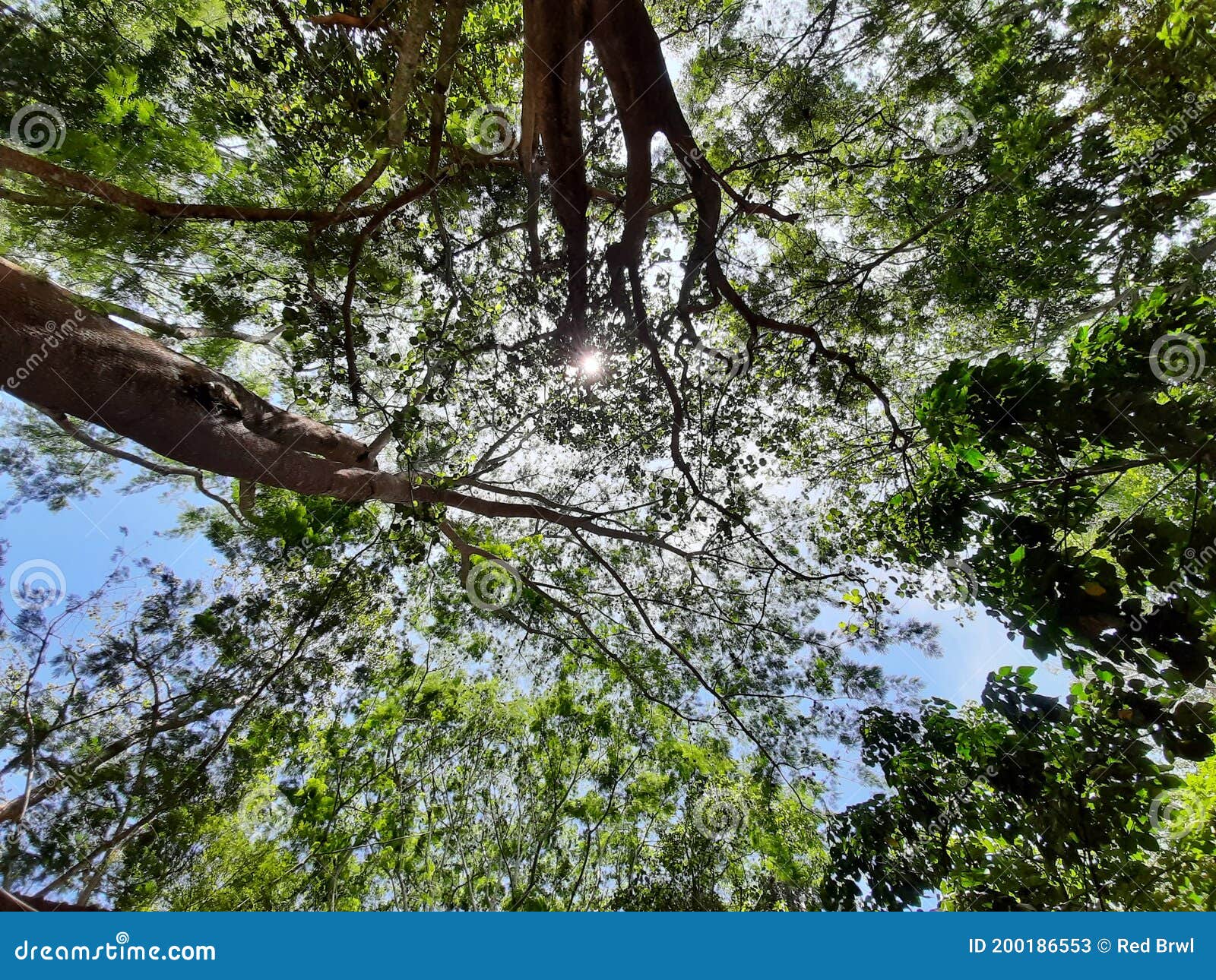 156 Hutan Tree Leaf Photos - Free & Royalty-Free Stock Photos from ...