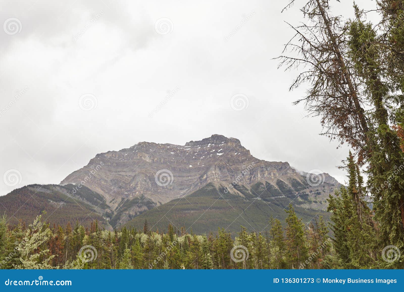 Forest Tree Line with Mountains Behind in Alaska Stock Image - Image of ...