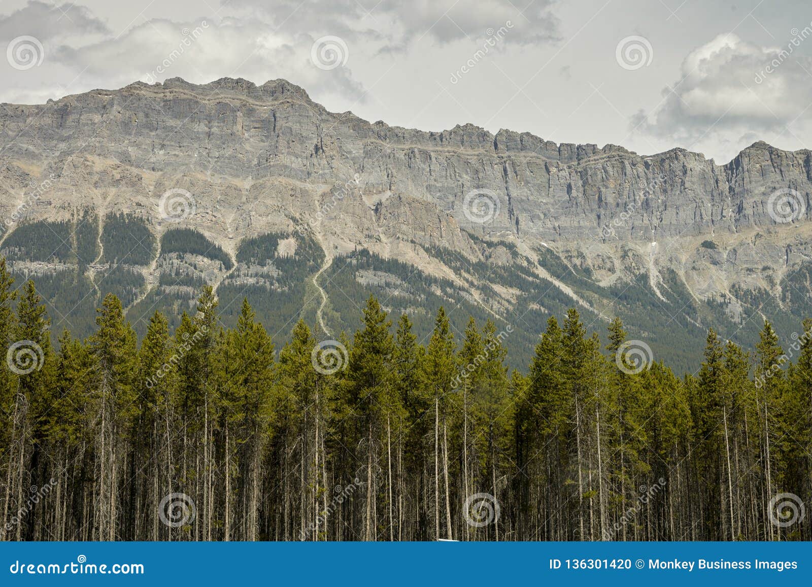 Forest Tree Line with Mountains Behind in Alaska Stock Photo - Image of ...