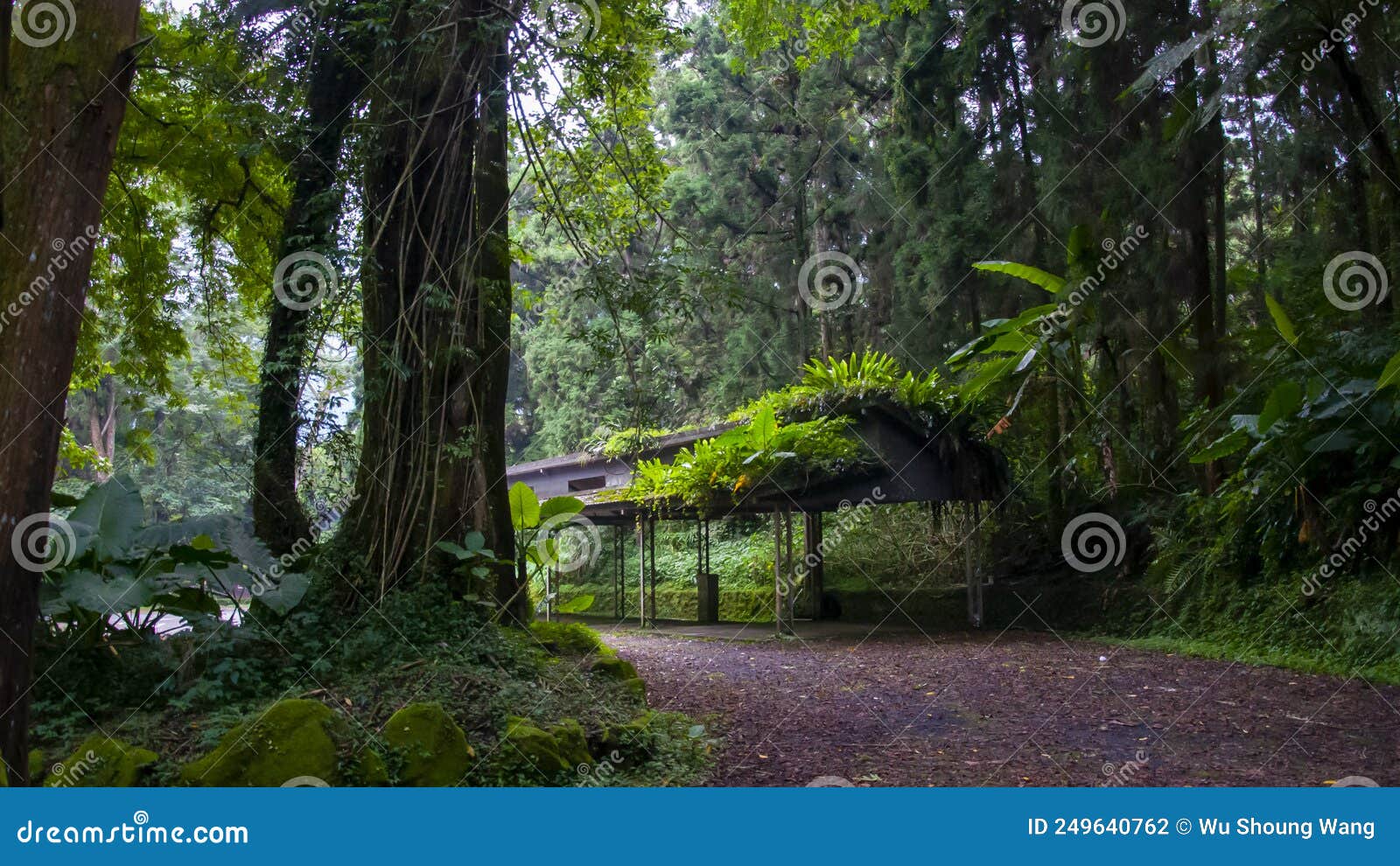 Forest, Tree-lined, Parking Lot, Cool, Shade, Carport Stock Photo ...