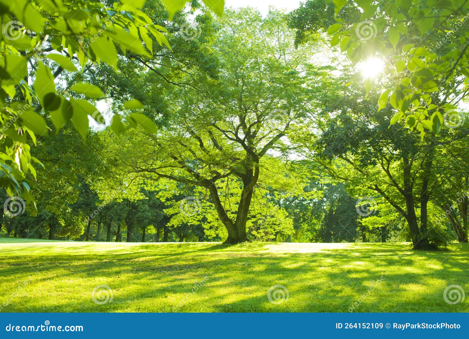 Sunshine tree stock image. Image of leaf, energy, park - 264152109