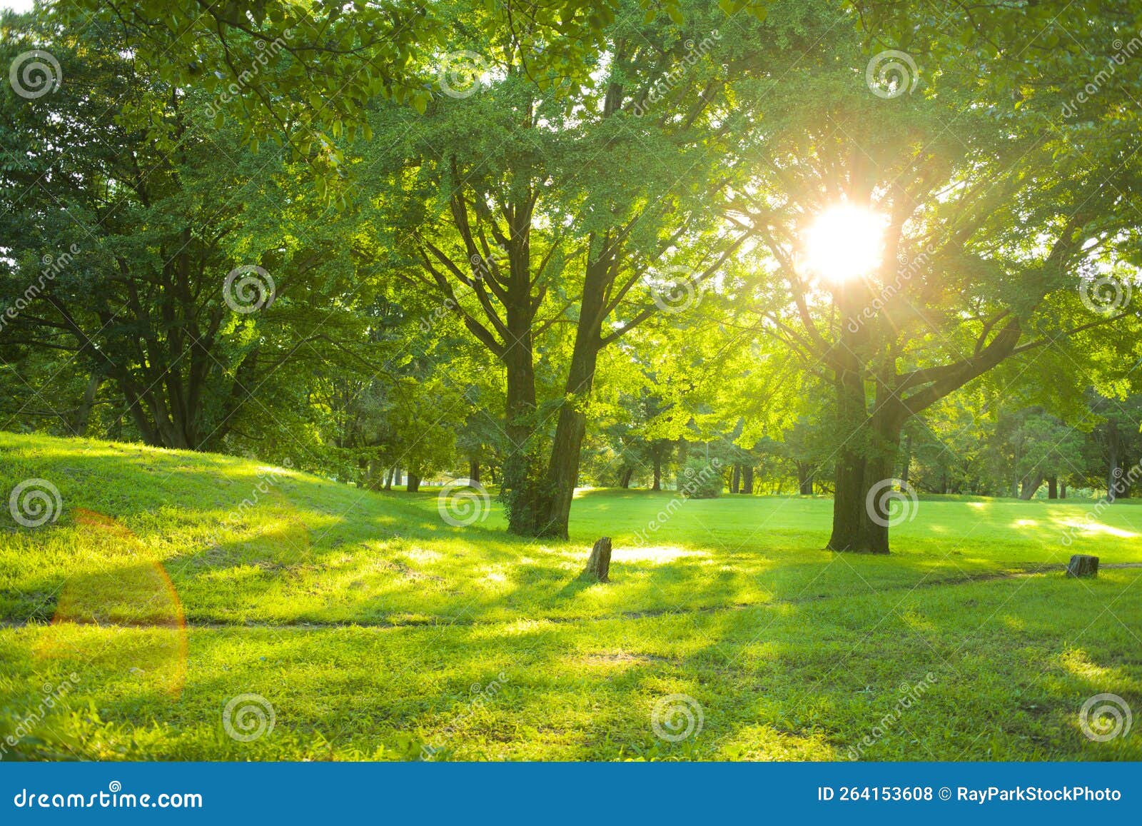 Sunshine tree stock photo. Image of background, shade - 264153608