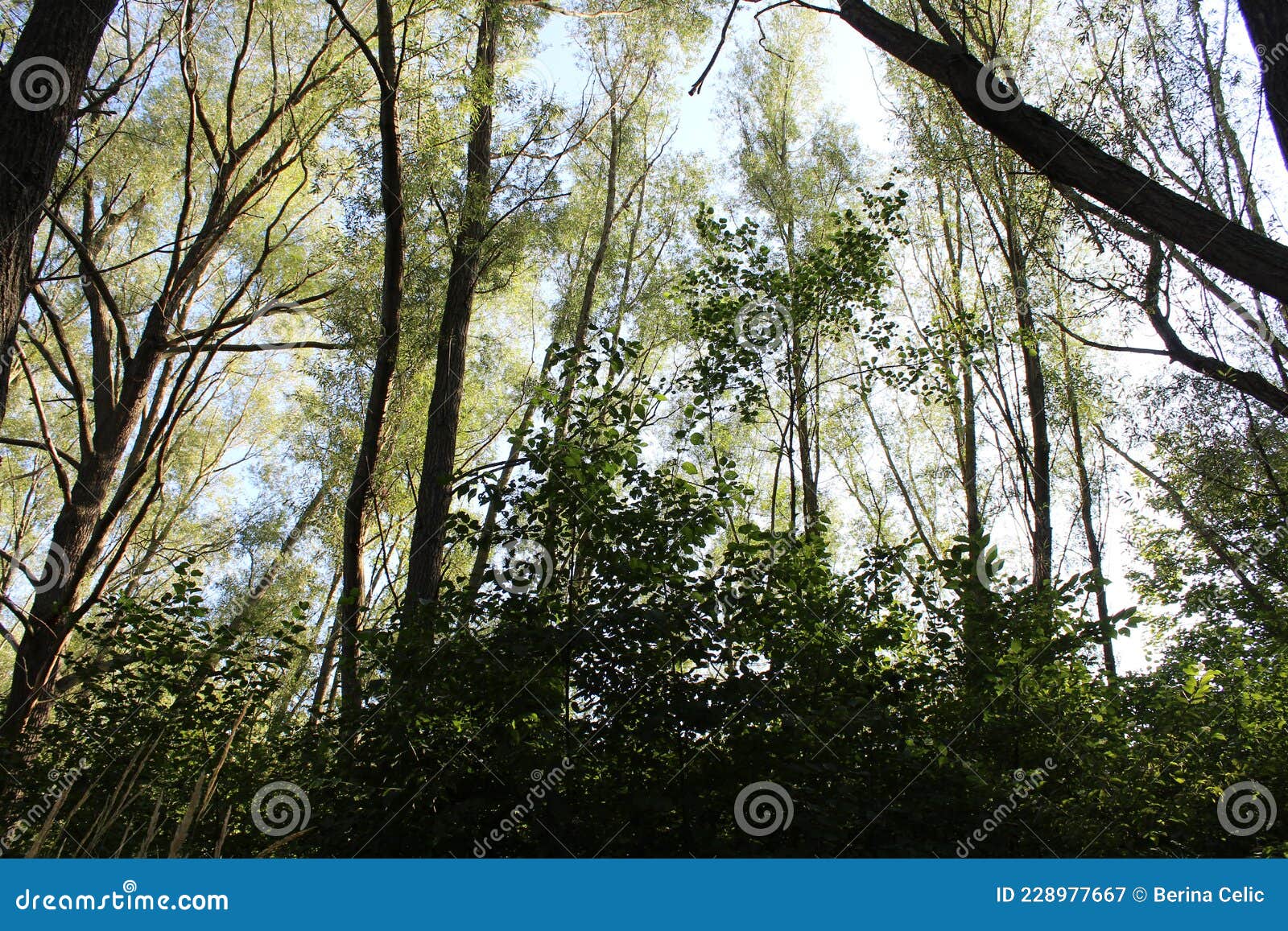 Forest Tree, Nature Landscape View Frog Perspective Stock Image - Image ...