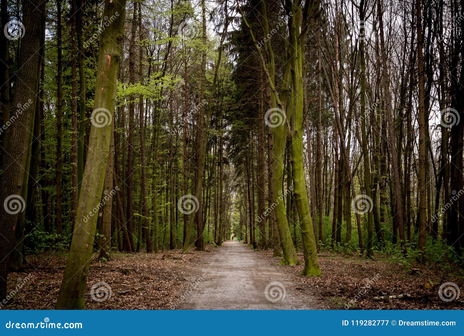 Forest Tree Path Leaves stock image. Image of trail - 119282777
