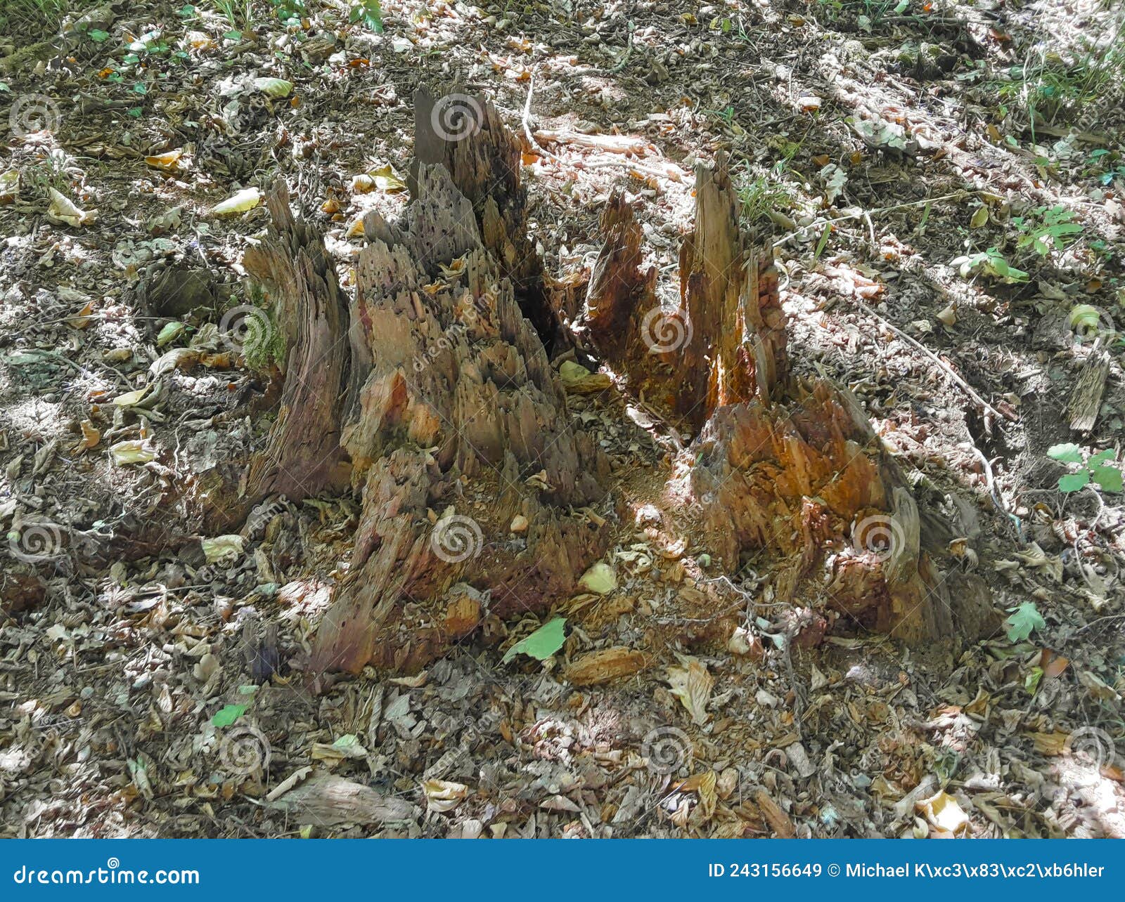 The Trunk Of The Root Of The Eucalyptus Tree. Royalty-Free Stock ...