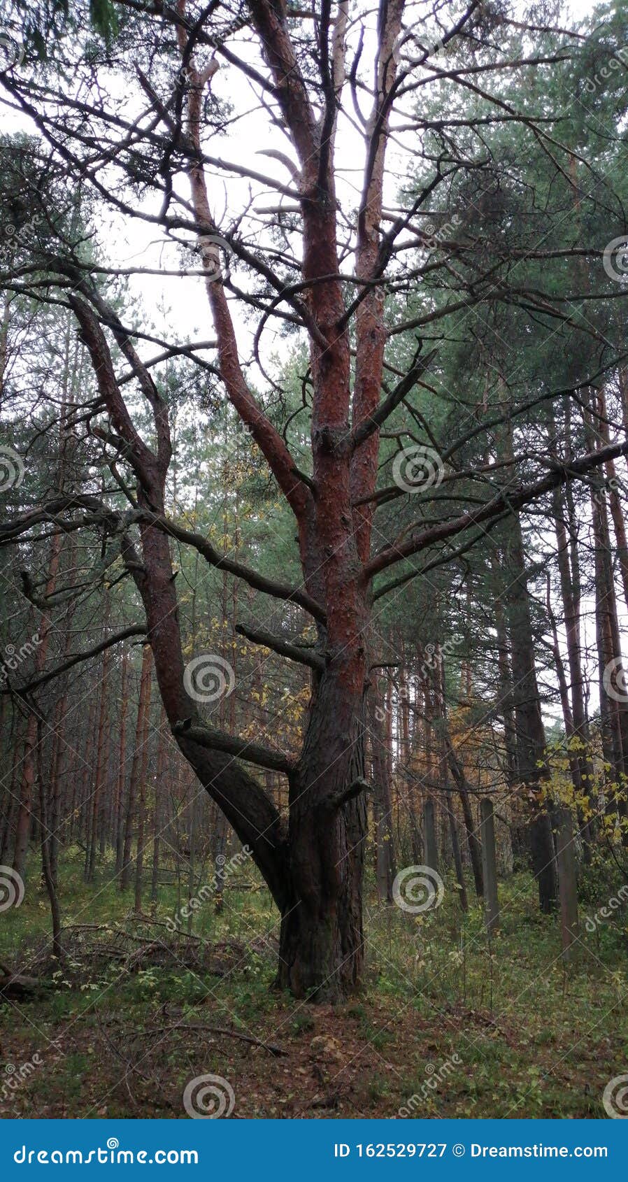 Forest tree pine old alone stock image. Image of tree - 162529727