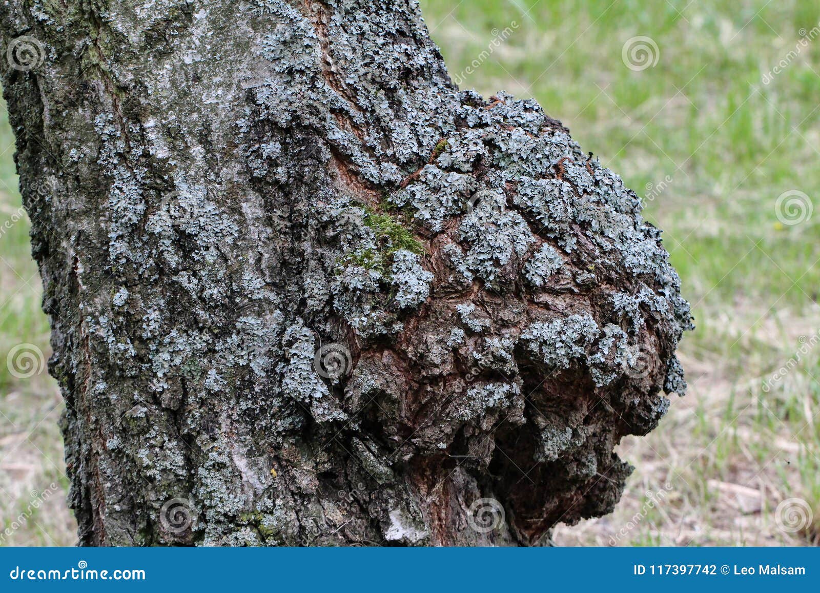 Tree rift stock photo. Image of park, timber, natural - 117397742