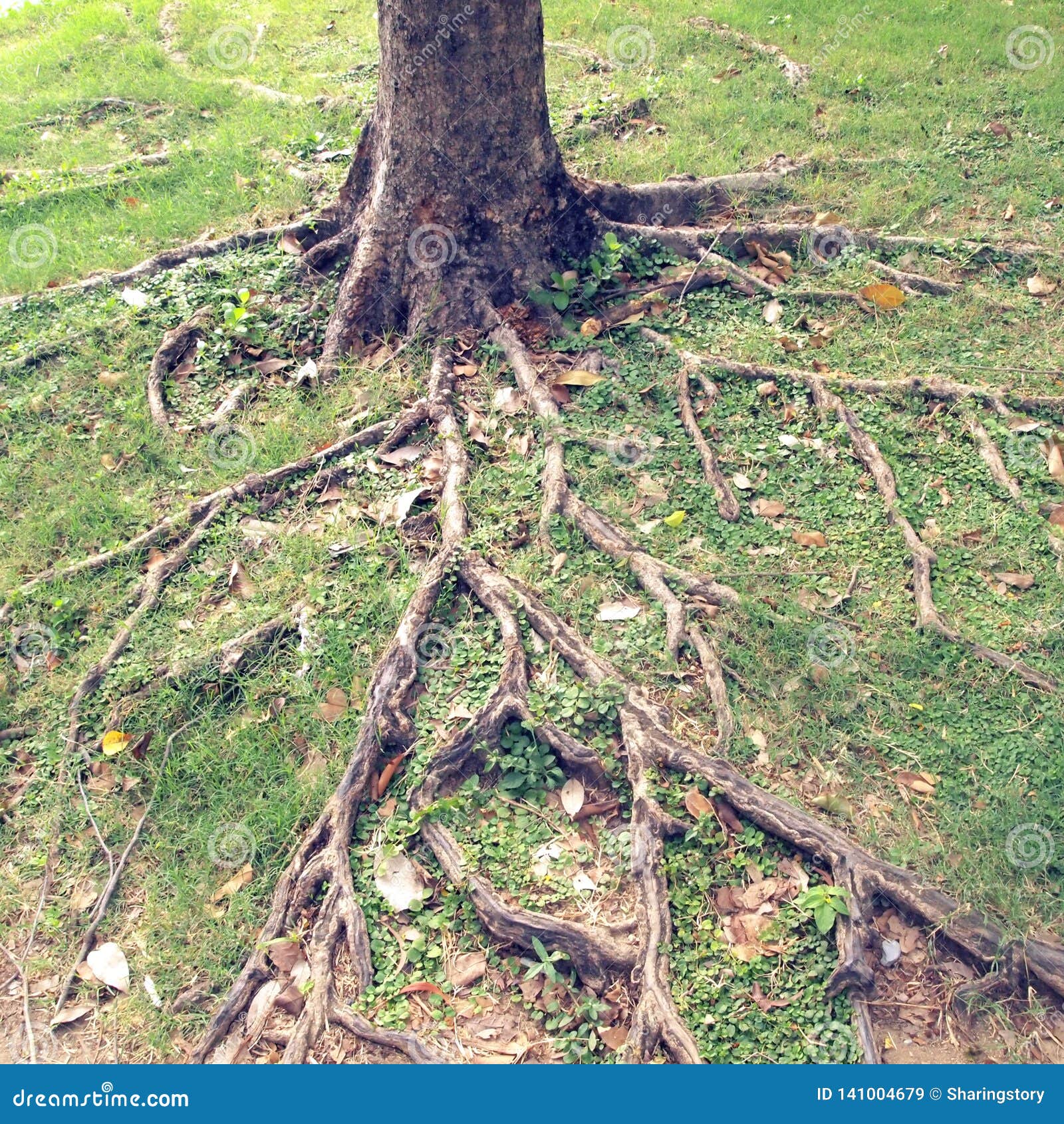 Forest tree with roots stock image. Image of field, ecology - 141004679
