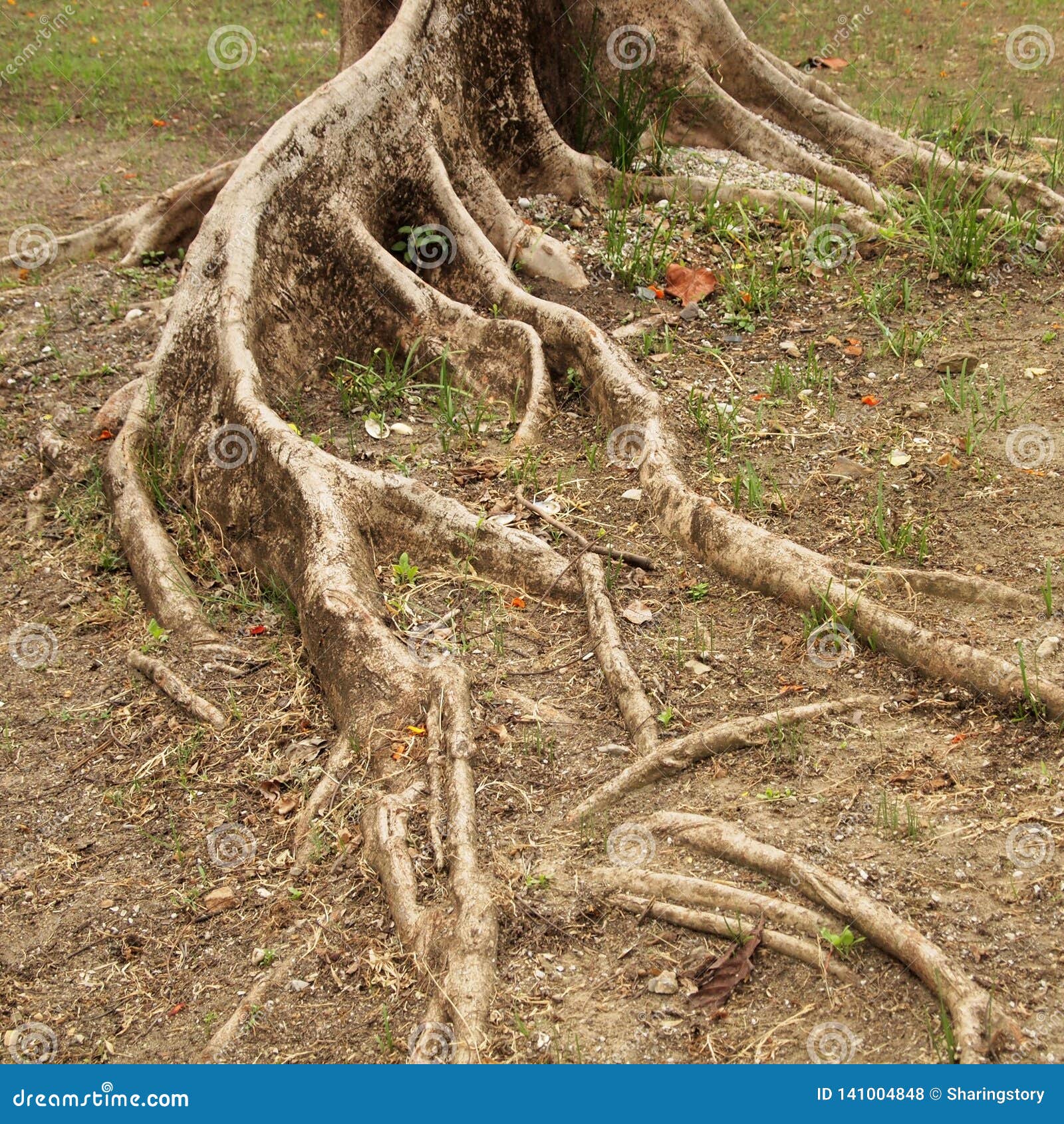 Forest tree with roots stock photo. Image of foliage - 141004848