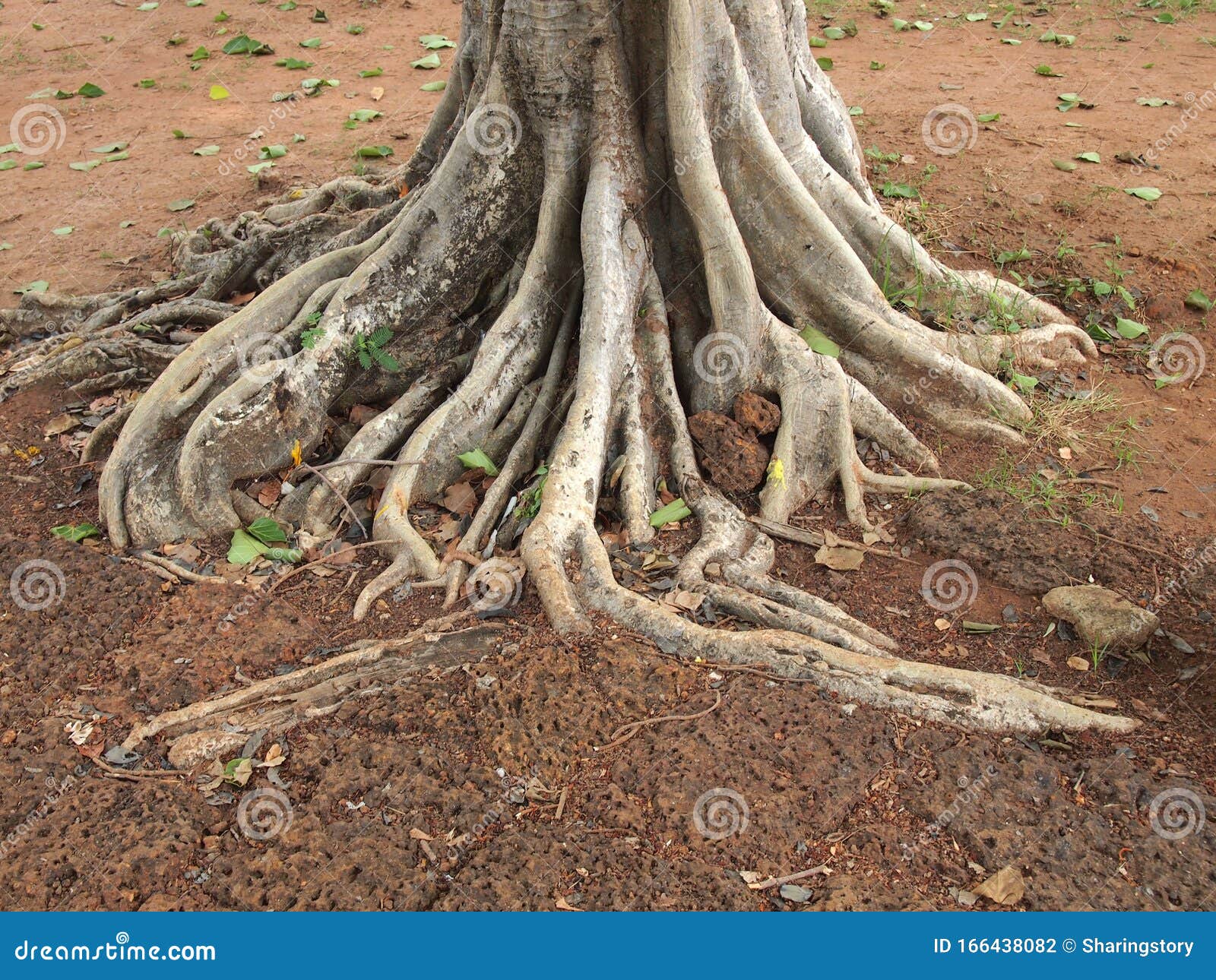 Forest tree with roots stock photo. Image of ground - 166438082