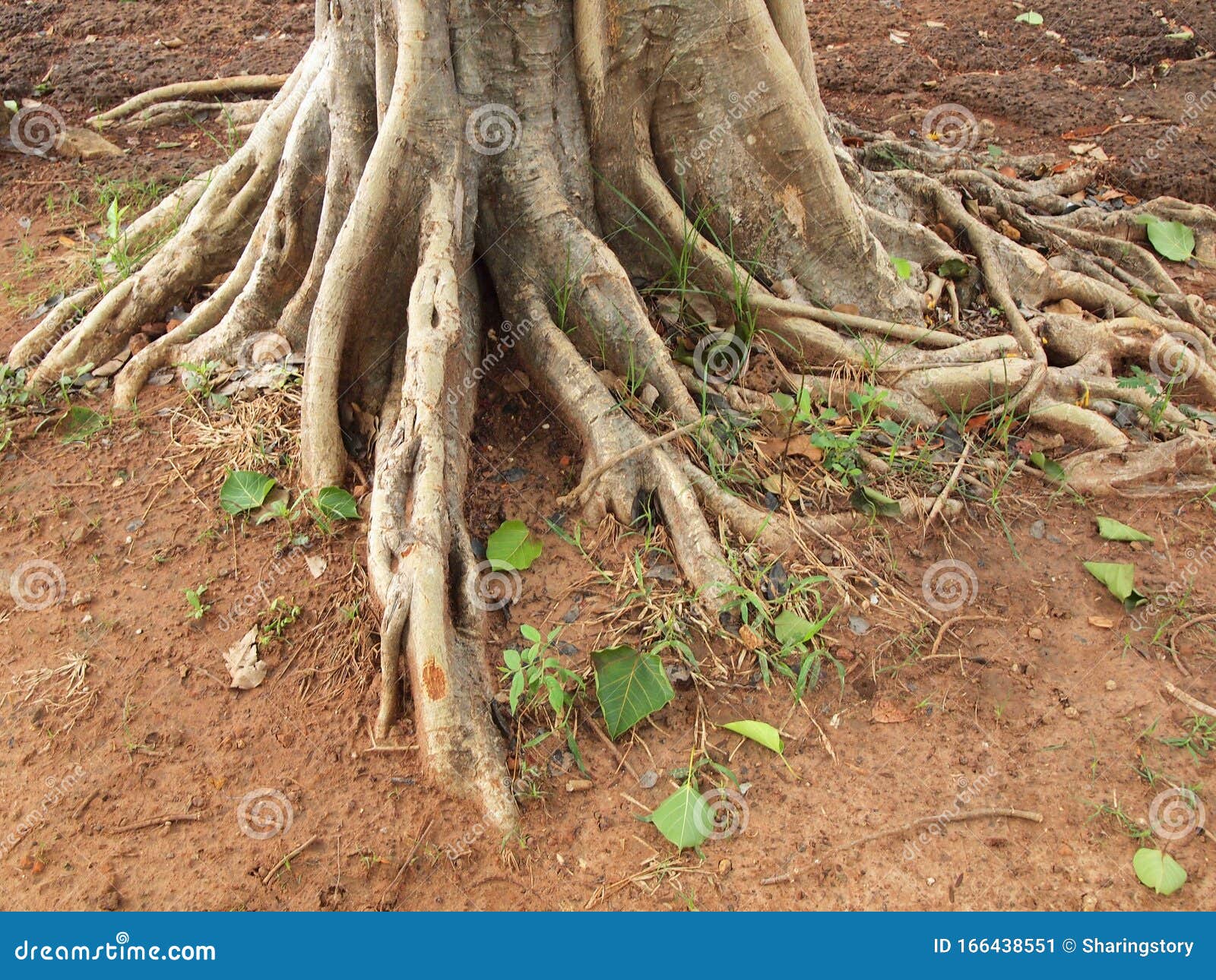 Forest tree with roots stock image. Image of environment - 166438551