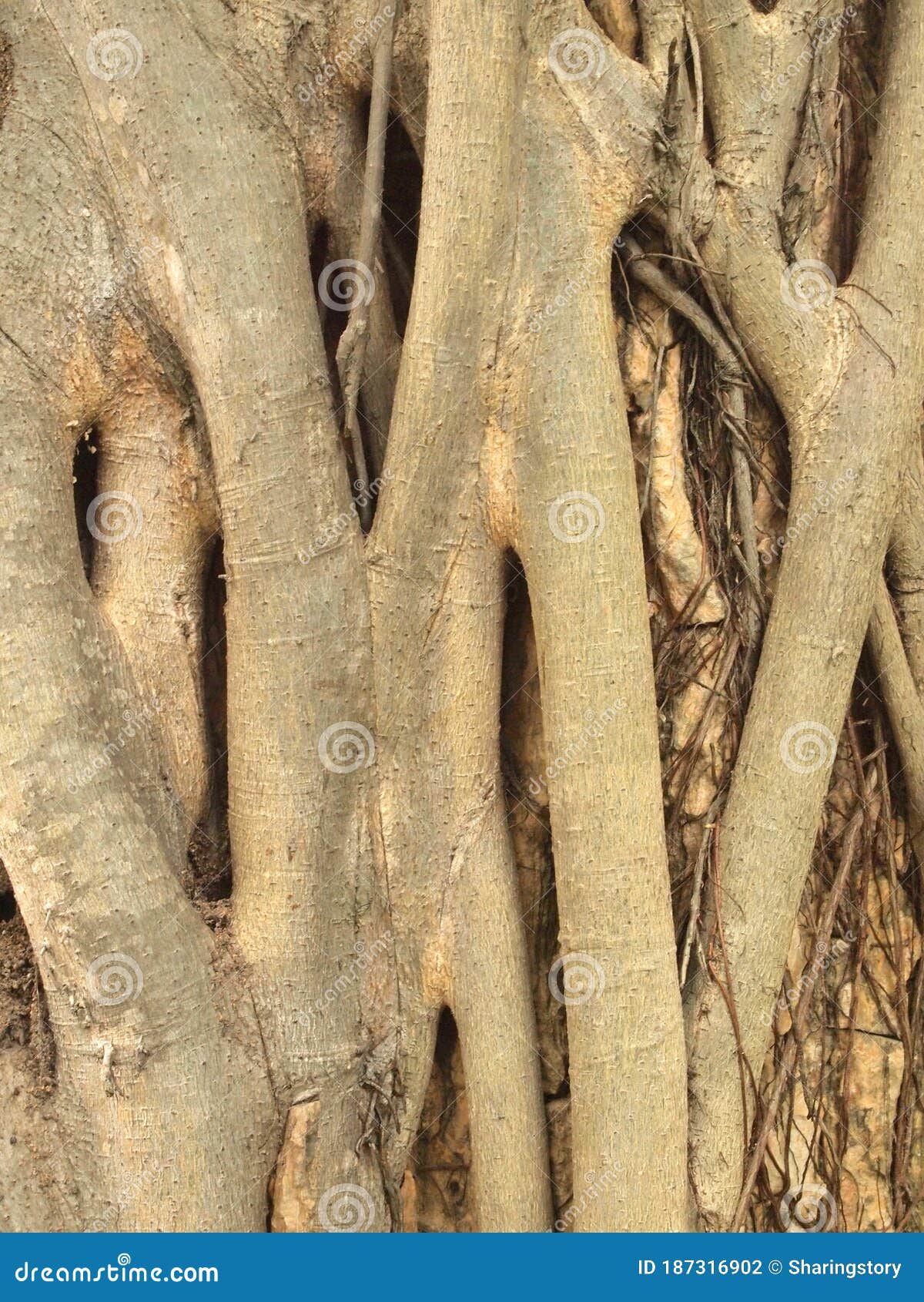Forest tree with roots stock photo. Image of foliage - 187316902