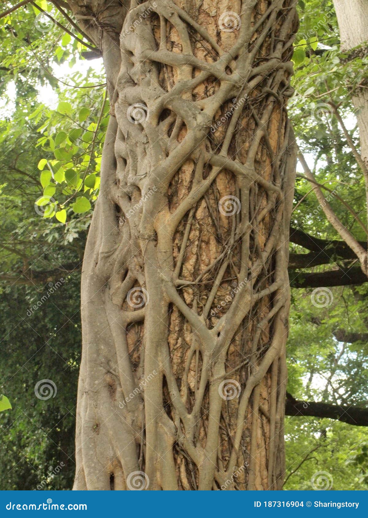 Forest tree with roots stock photo. Image of forest - 187316904