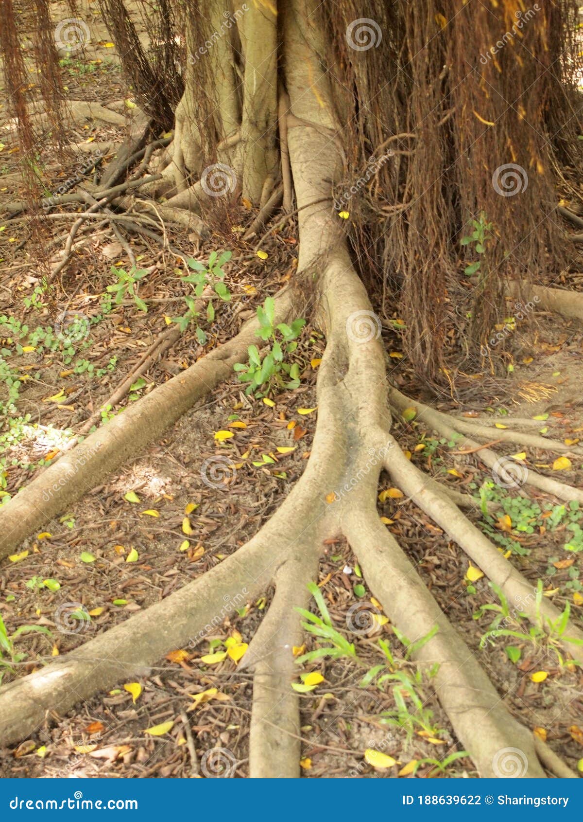 Forest tree with roots stock photo. Image of branch - 188639622
