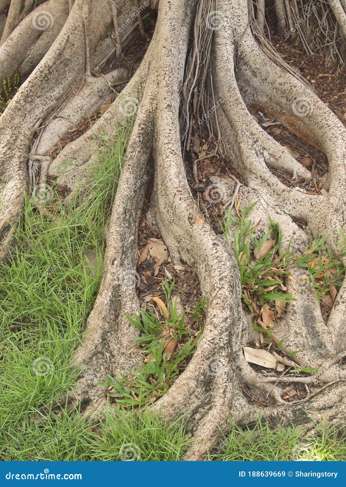 Forest tree with roots stock image. Image of beautiful - 188639669