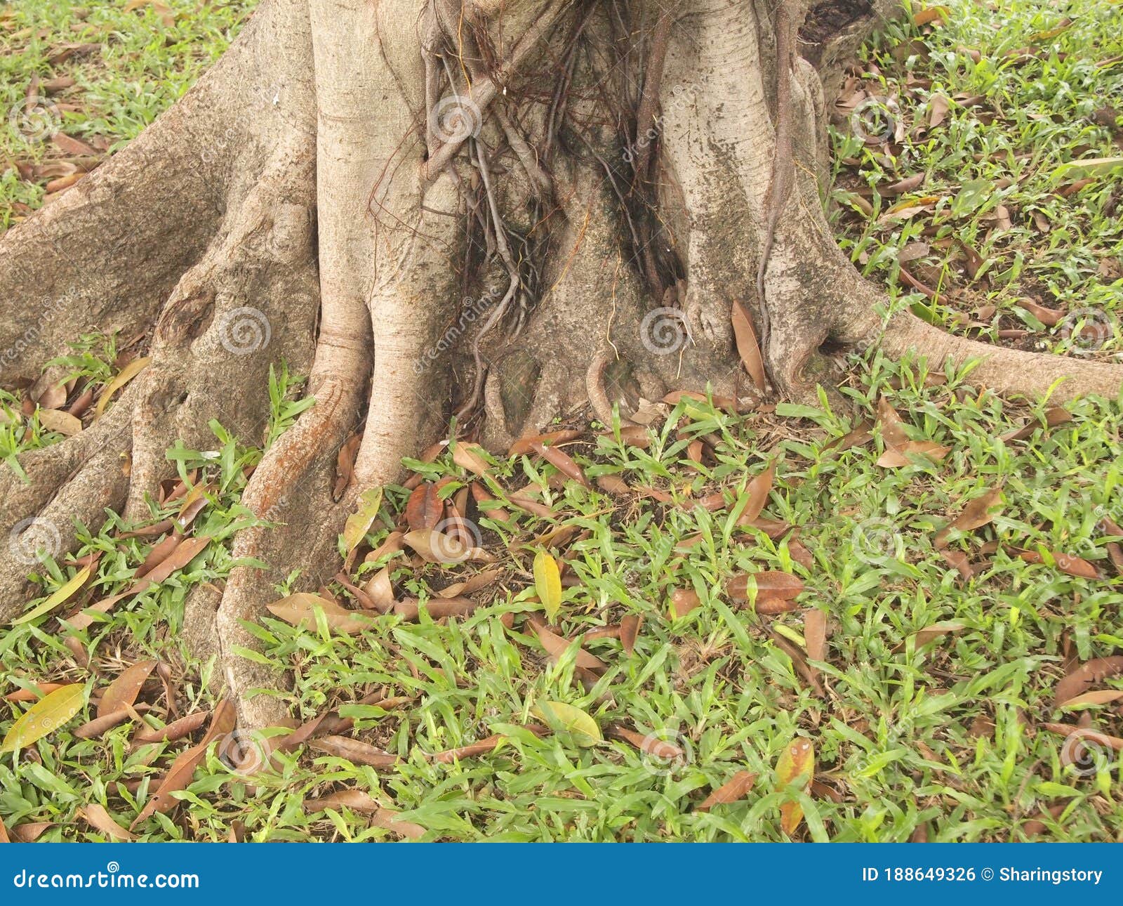 Forest tree with roots stock photo. Image of garden - 188649326