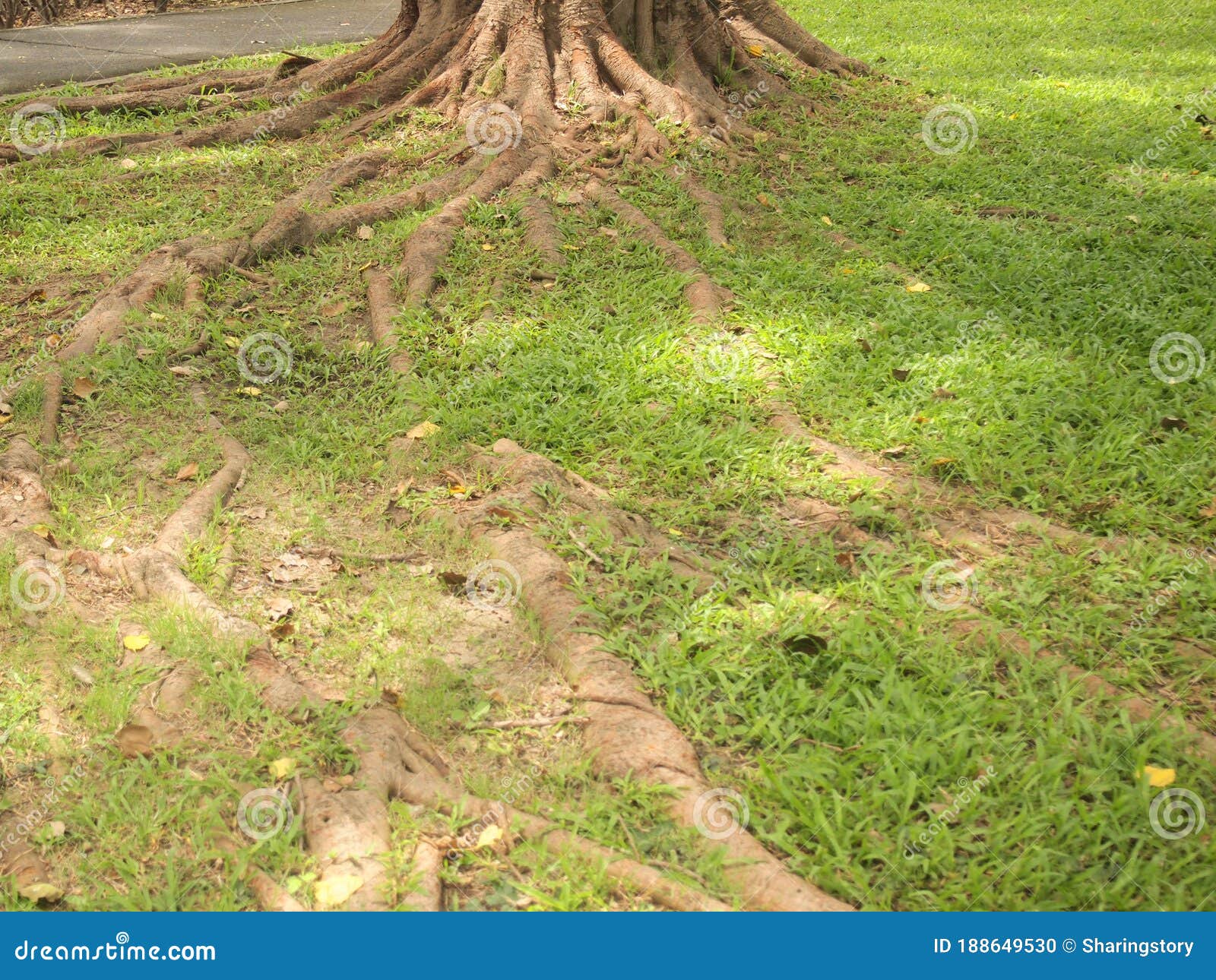 Forest tree with roots stock photo. Image of ecology - 188649530