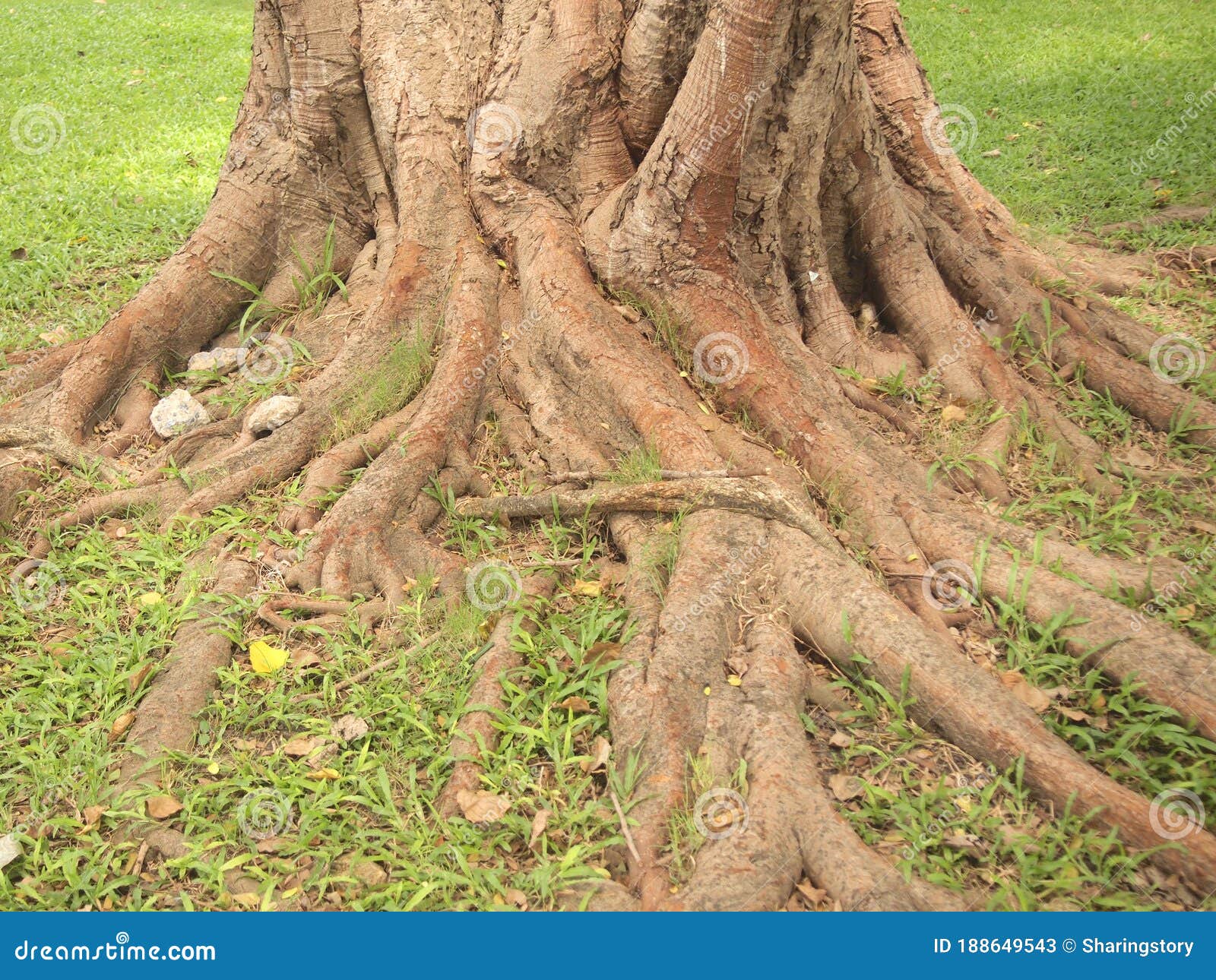 Forest tree with roots stock image. Image of growth - 188649543