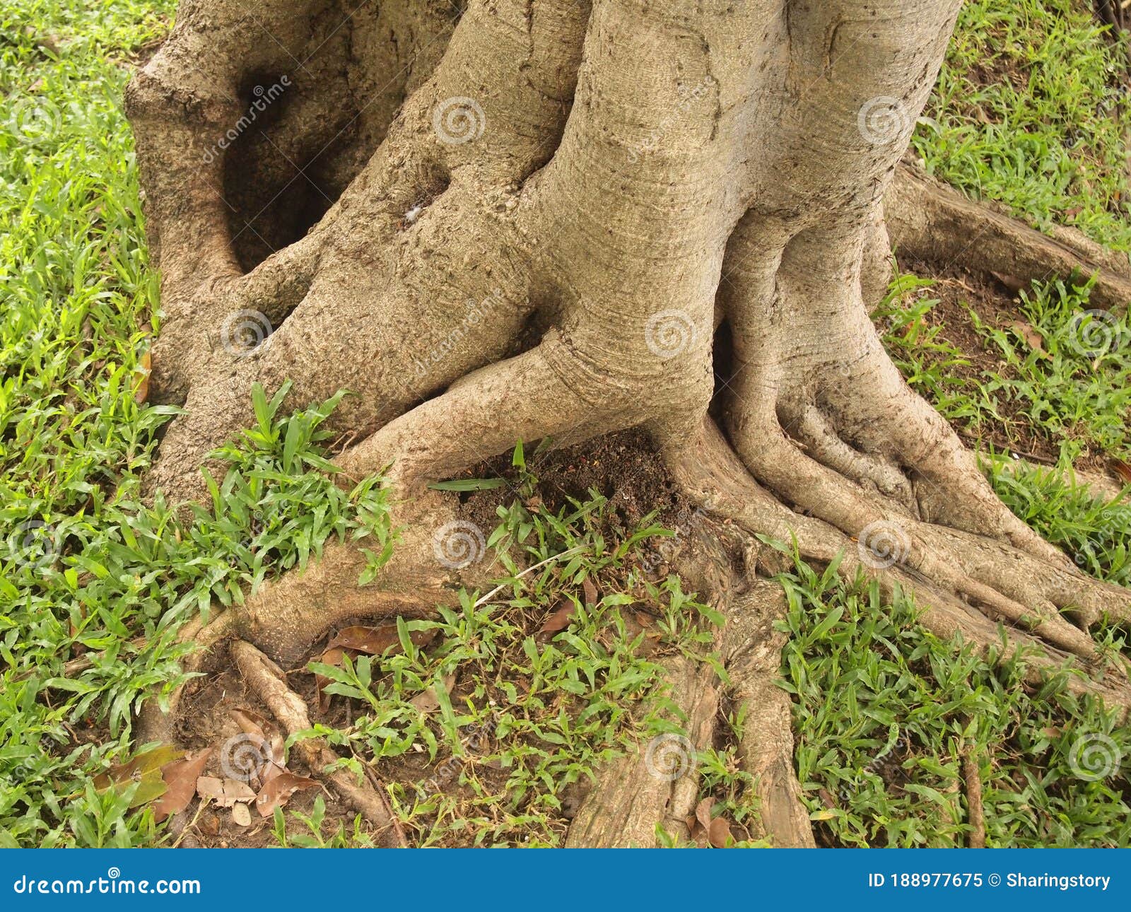 Forest tree with roots stock image. Image of light, ancient - 188977675