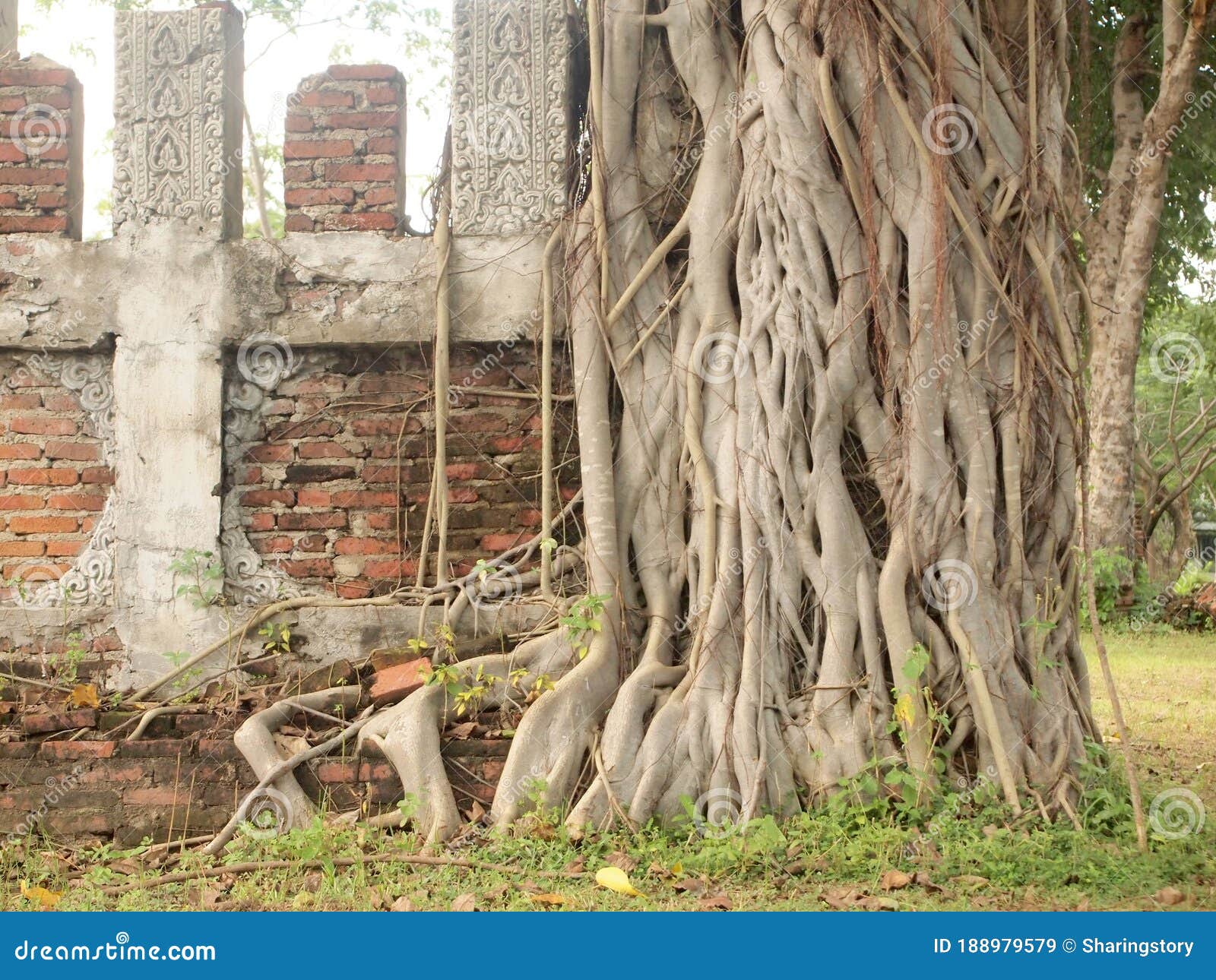 Forest tree with roots stock image. Image of bark, light - 188979579