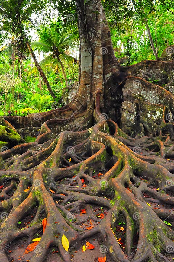 Forest Tree with Roots and Leaves Stock Image - Image of tangled ...