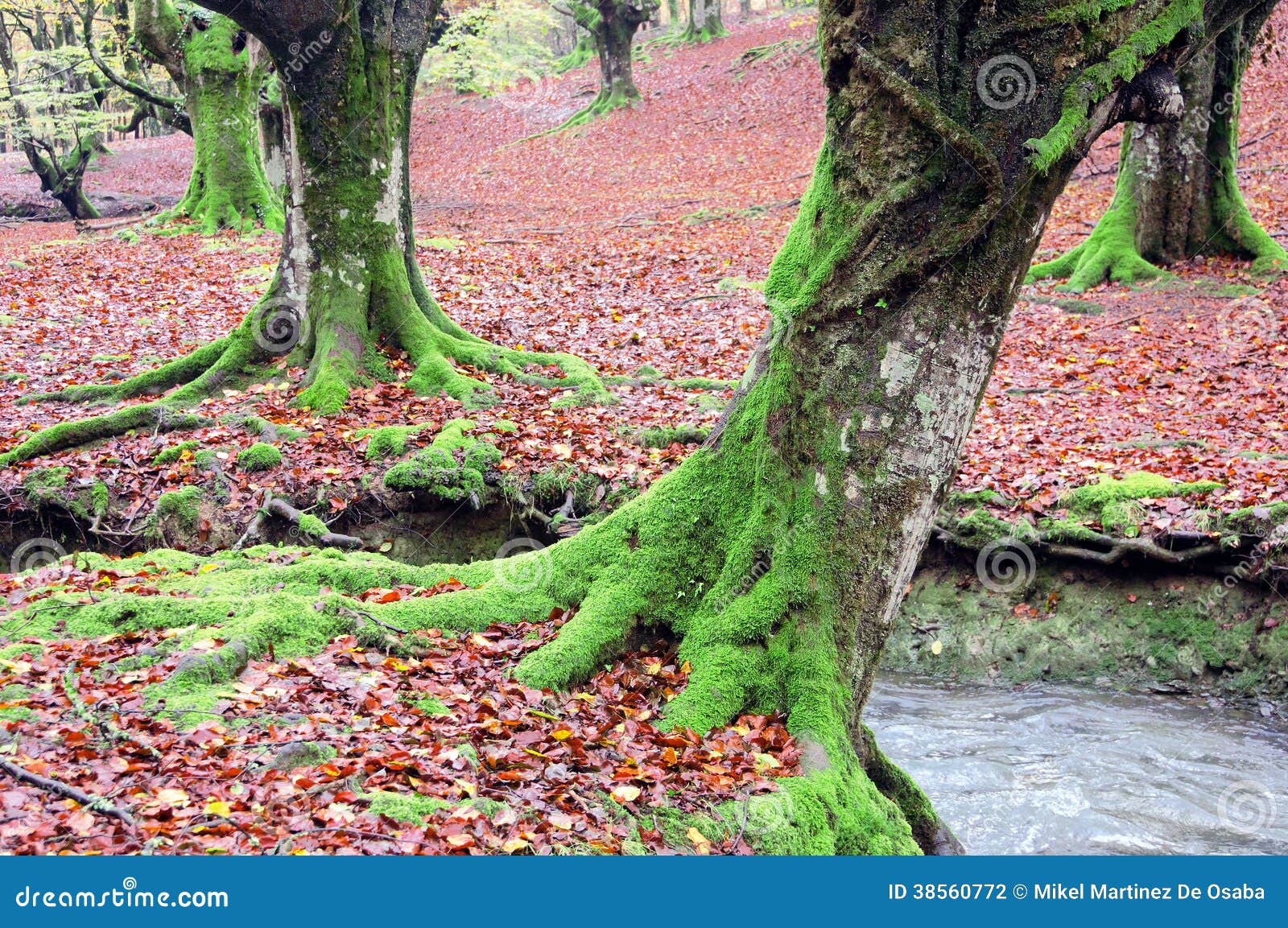 Forest with Tree Roots and Stream Stock Photo - Image of roots, vibrant ...