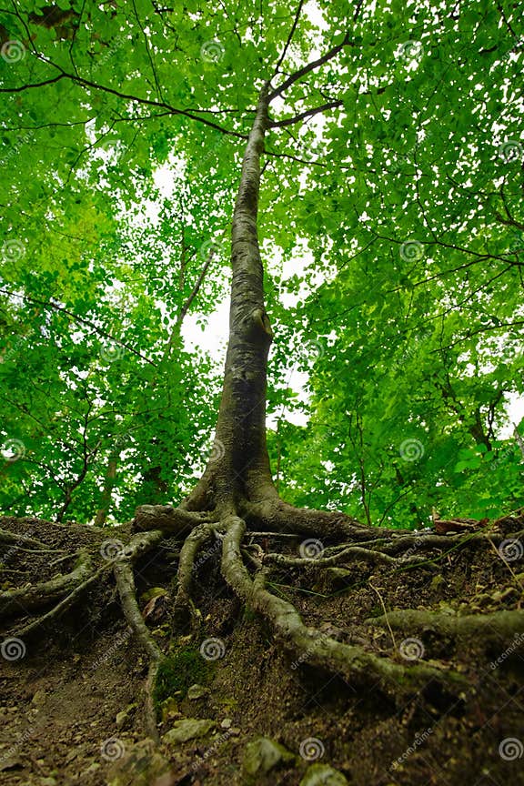 Forest Tree with Roots stock image. Image of exposed - 44319065