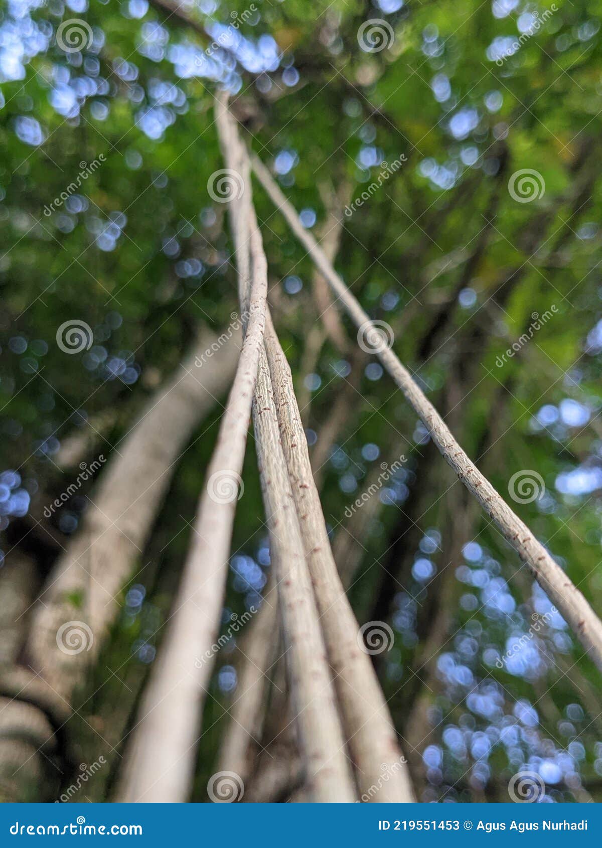 Forest Tree Ropes stock image. Image of flower, autumn - 219551453