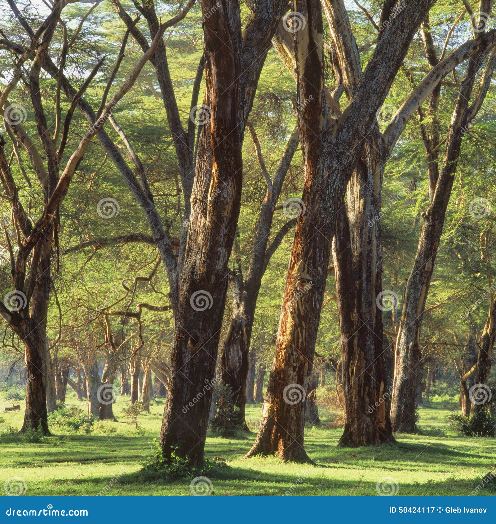 Forest stock image. Image of ecosystem, tree, landscape - 50424117