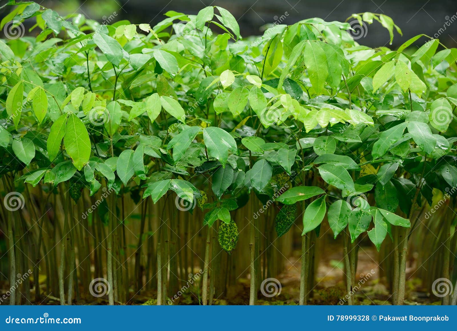 Forest Tree Seedlings stockfoto. Bild von sämlinge, kraut - 78999328