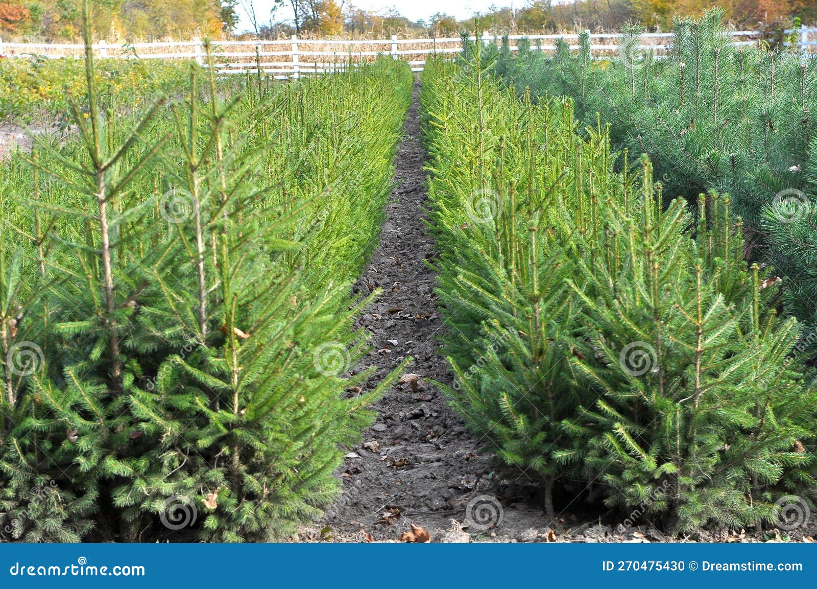 Forest Tree Seedlings Grow in a Nursery Stock Photo - Image of twig ...