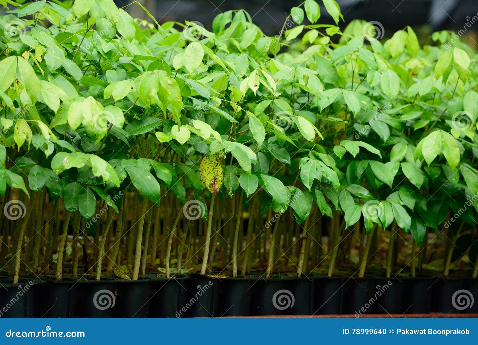 Forest Tree Seedlings stock photo. Image of plant, plants - 78999640