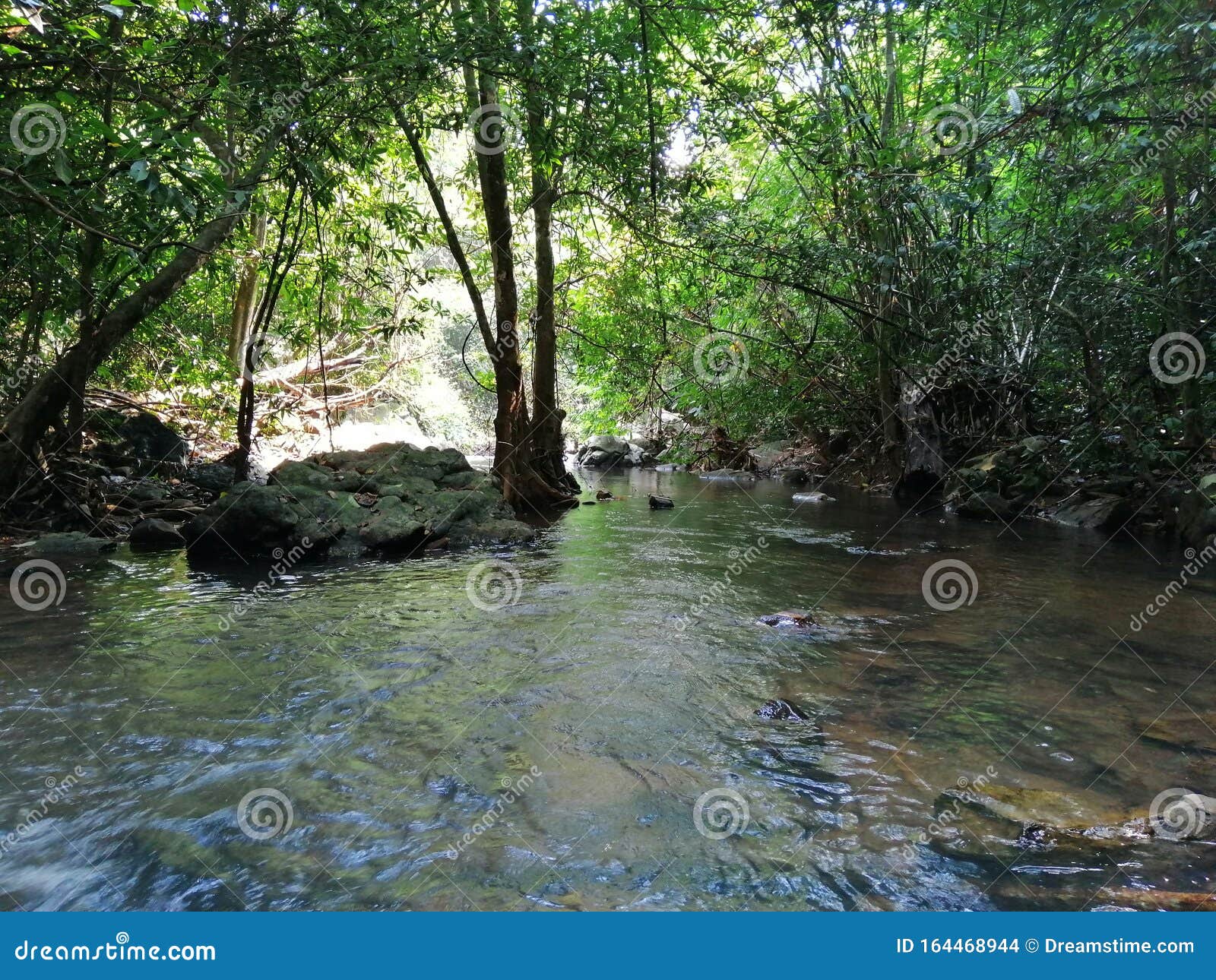 Forest, tree and stream stock photo. Image of travel - 164468944