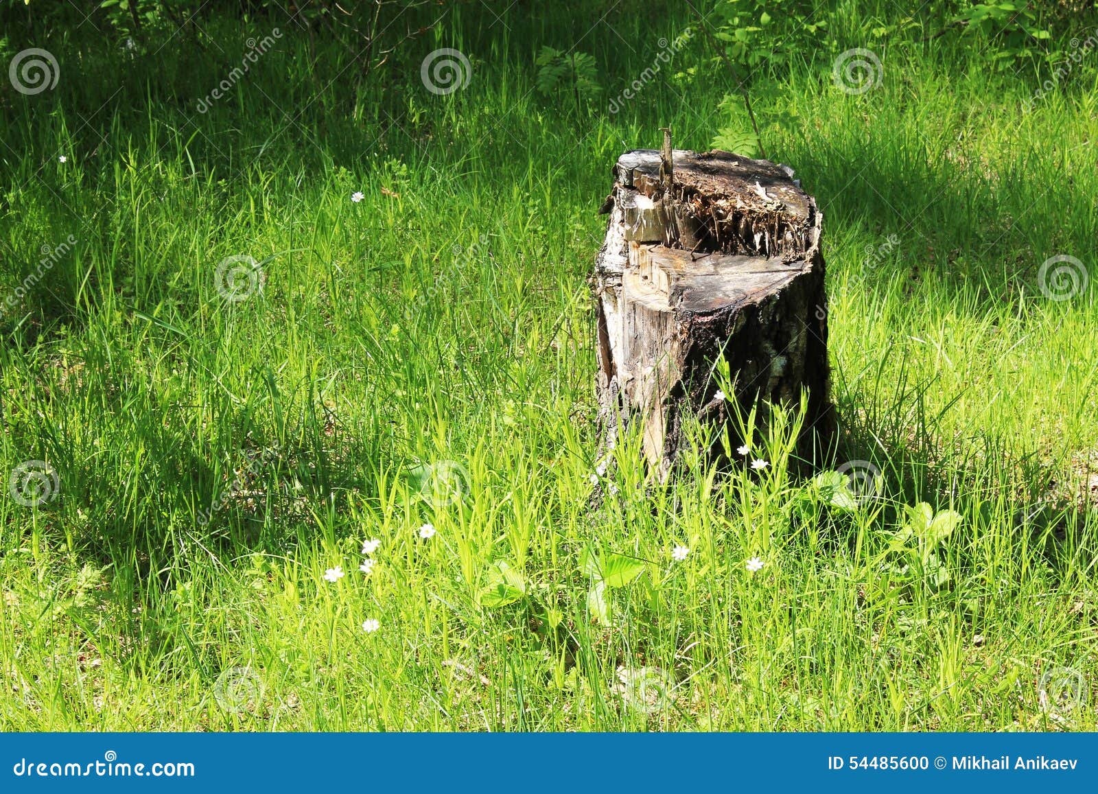Forest tree stump stock photo. Image of wilderness, woods - 54485600