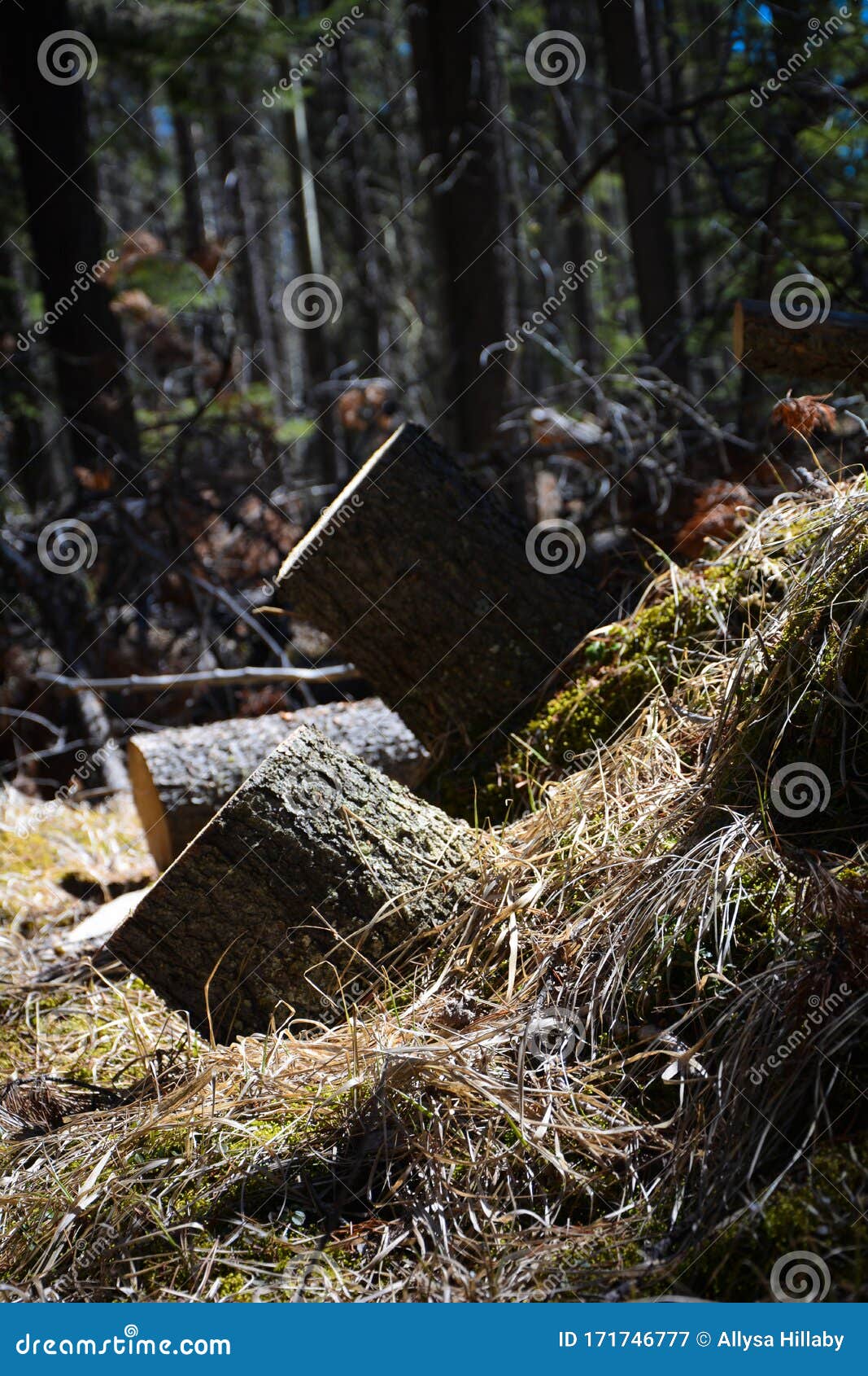 Forest tree stumps stock image. Image of forest, trees - 171746777