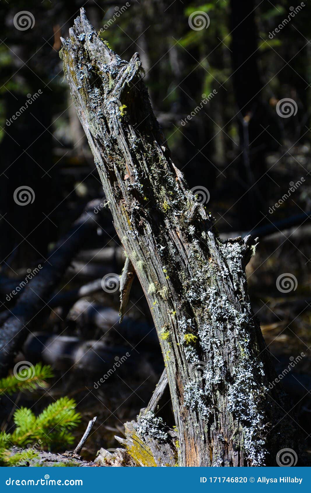 Forest tree stumps stock photo. Image of green, tree - 171746820