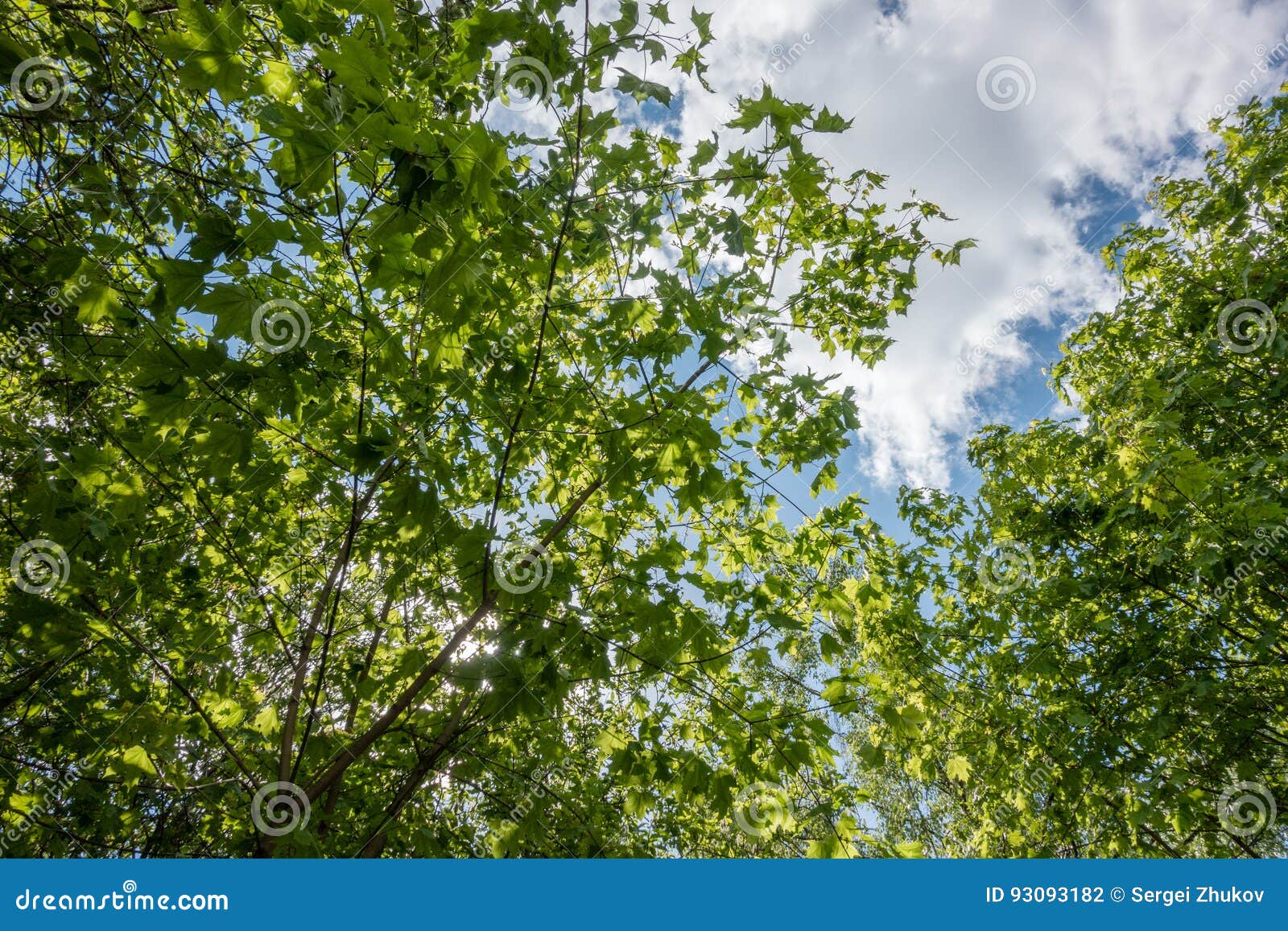Forest tree summer stock photo. Image of growth, green - 93093182
