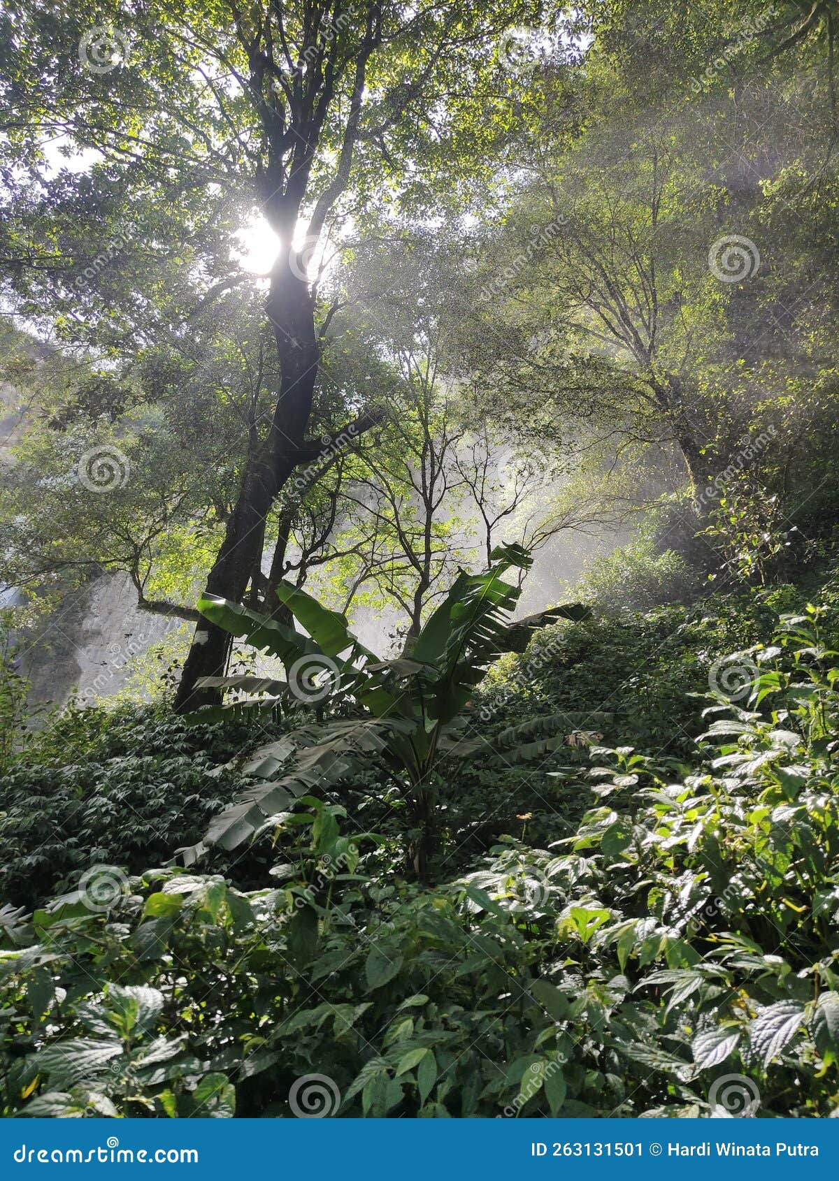 Forest Tree Sunlight Jungle Stock Image - Image of forest, deciduous ...