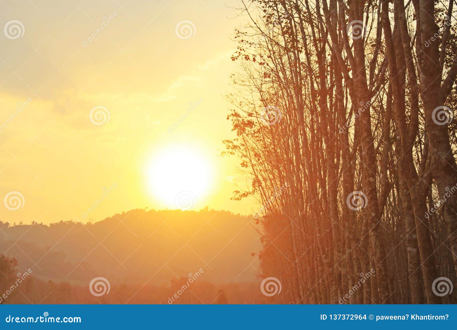 Forest and sunset stock photo. Image of natural, light - 137372964
