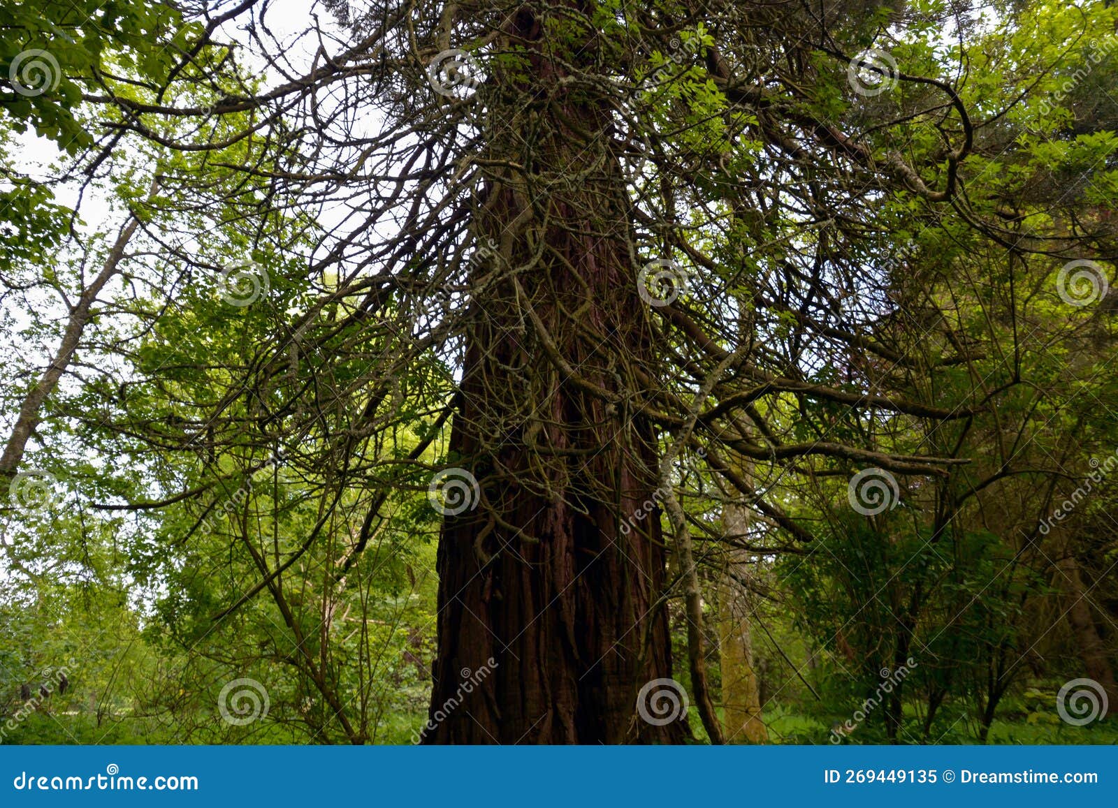 The Thick Trunk Of A Green Natural Natural Terrible Chorizion Tree With ...