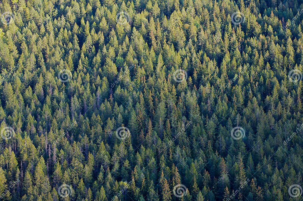 Forest tree tops stock image. Image of lumber, woods - 16996723