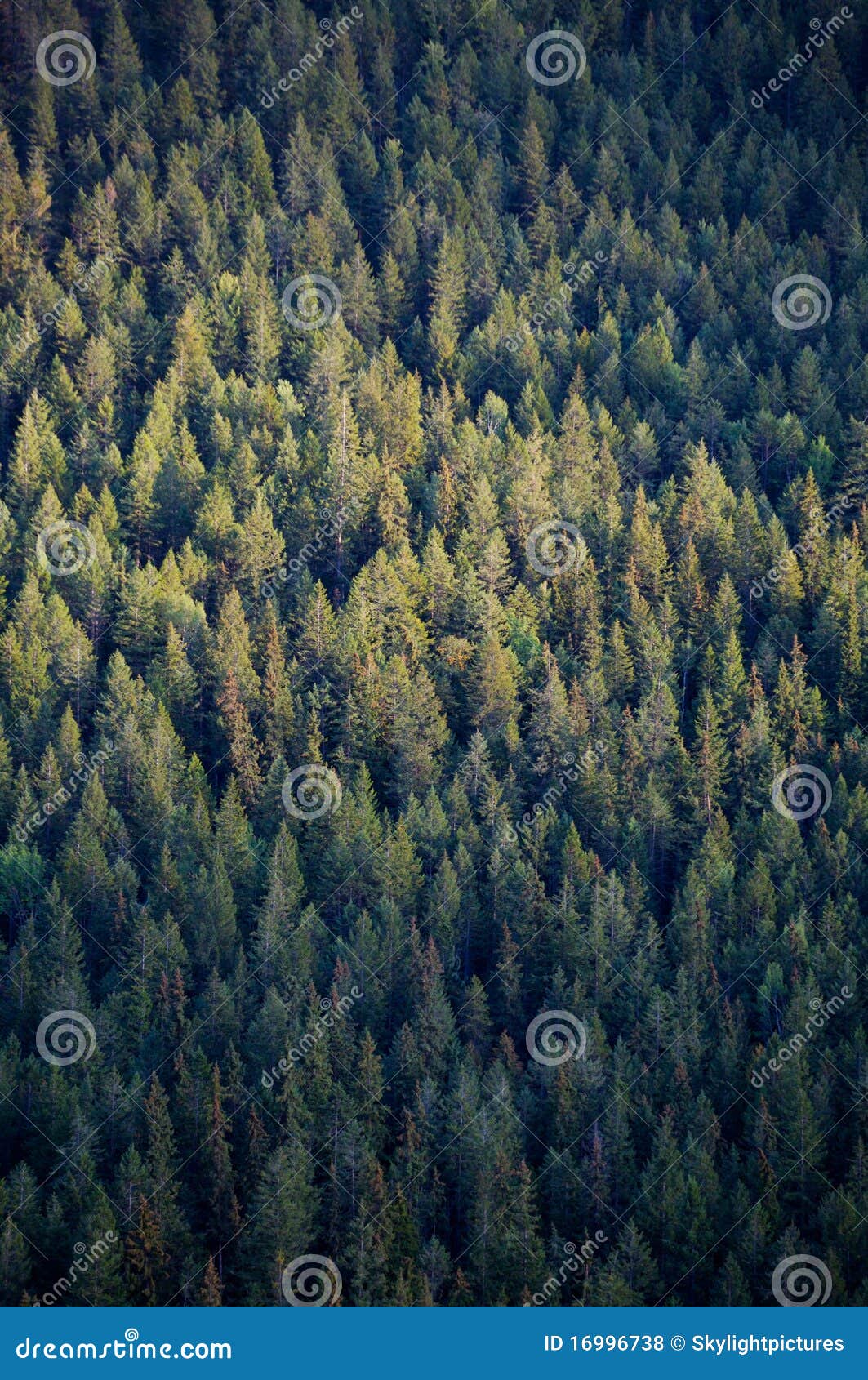 Forest tree tops stock photo. Image of tops, logging - 16996738