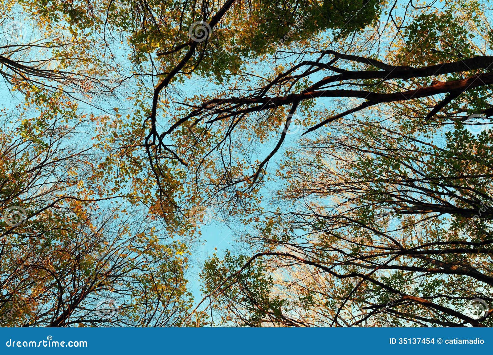 Forest tree tops stock photo. Image of tops, colors, trees - 35137454