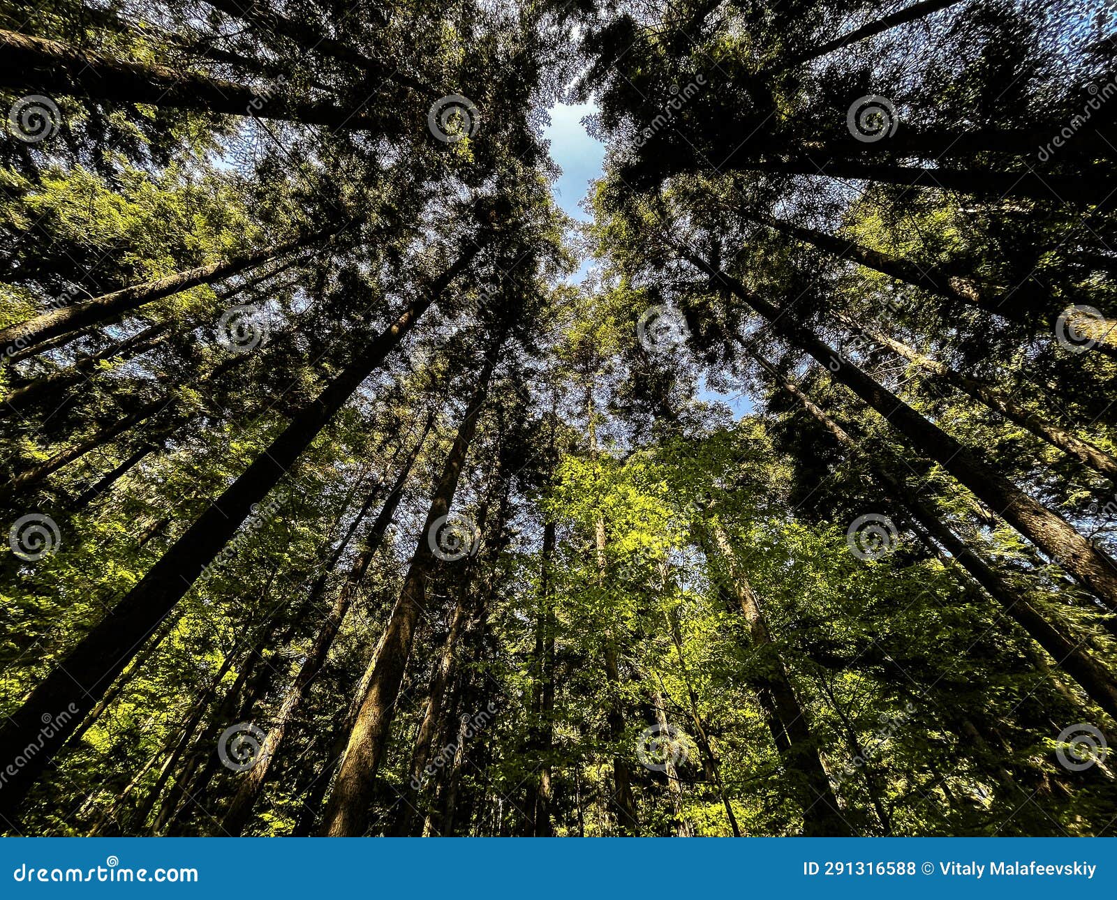 Forest Tree Tops View from the Ground Stock Photo - Image of natural ...