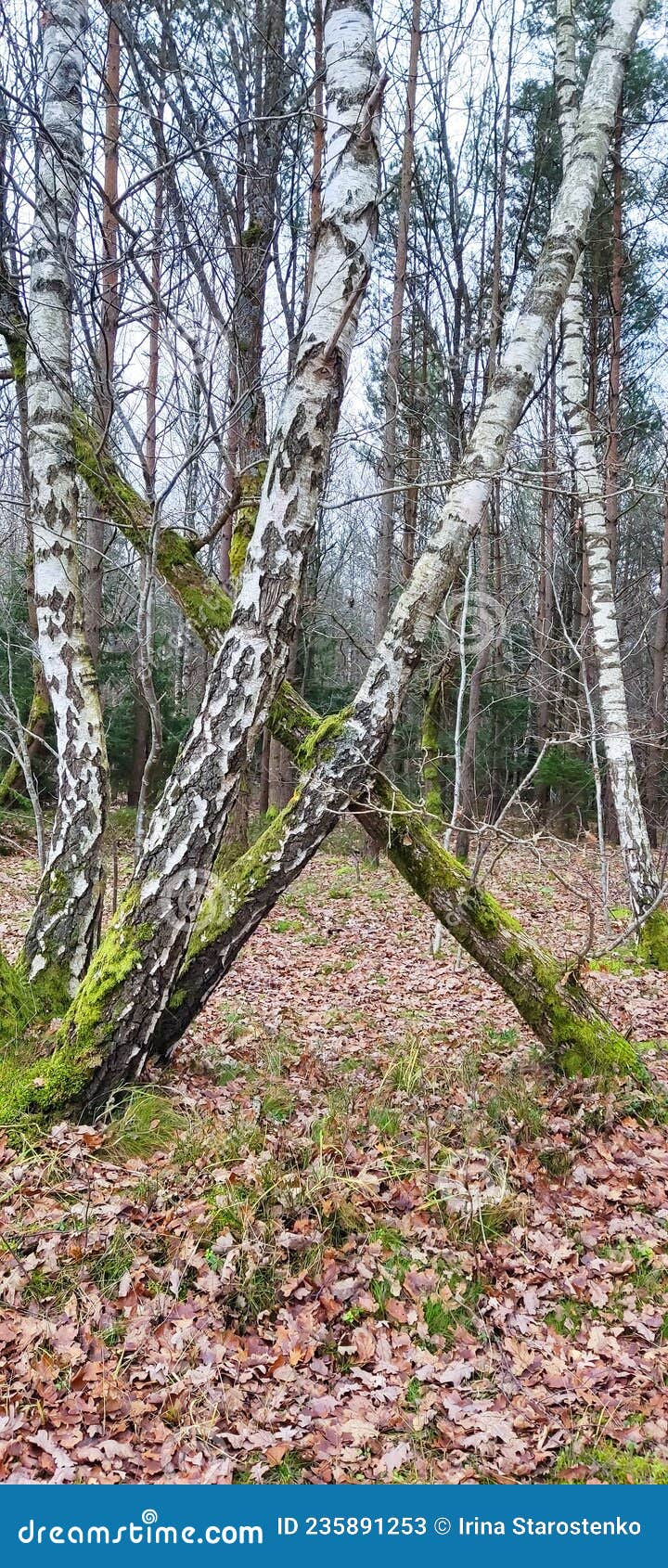 Forest, Tree, Travel, Nature. Van Life Stock Image - Image of trail ...