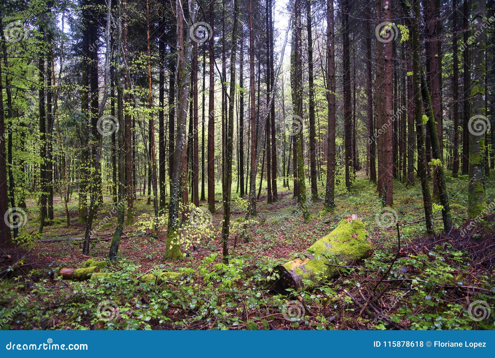 Forest with trees and foam stock photo. Image of foam - 115878618