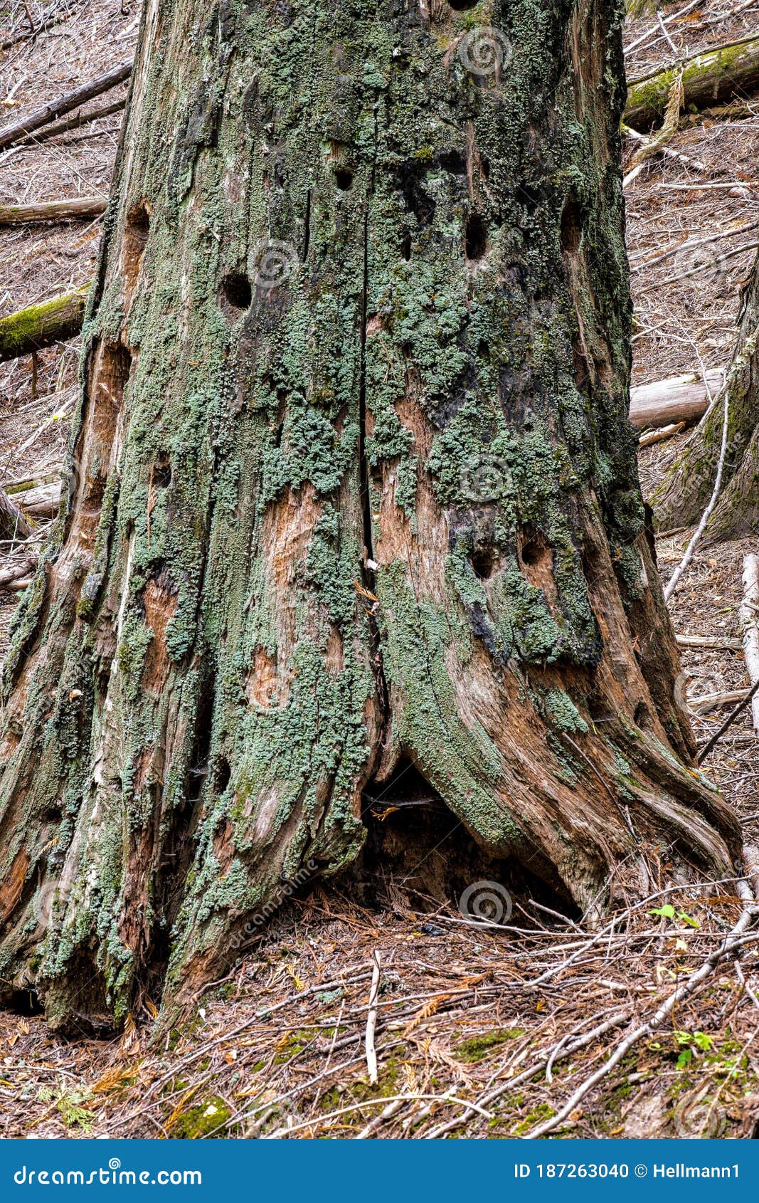 Forest Tree Trunk in Decay stock photo. Image of hiking - 187263040
