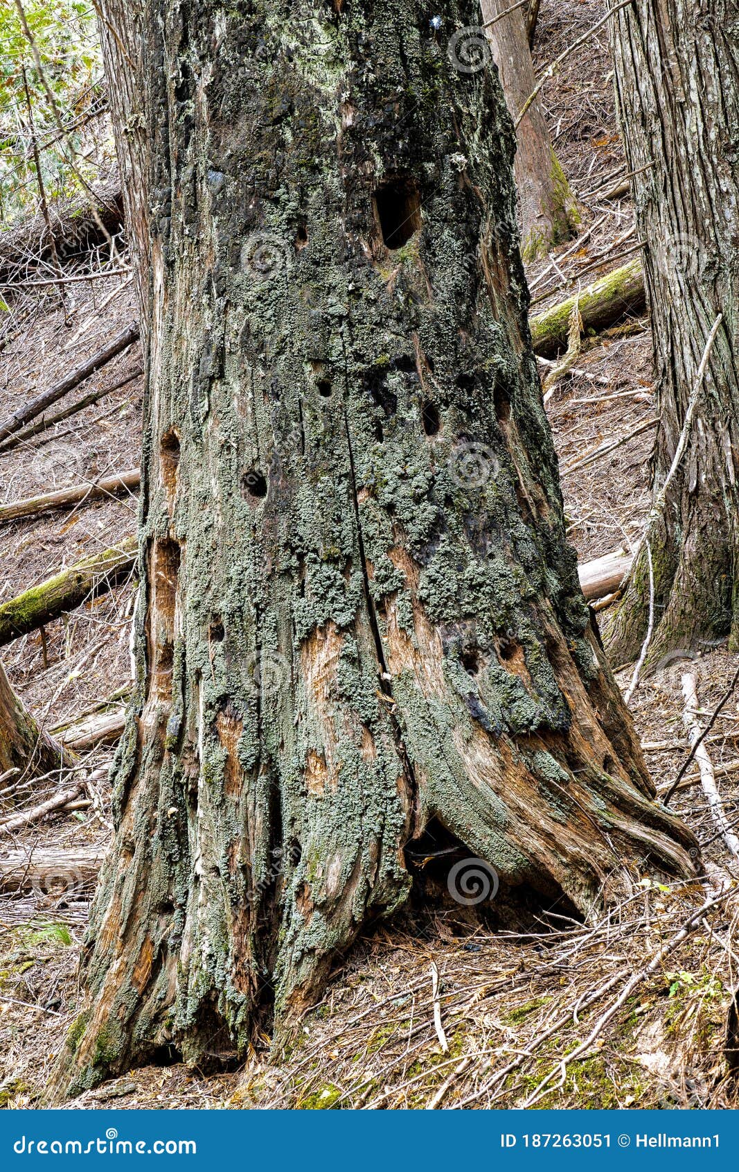 Forest Tree Trunk in Decay stock image. Image of autumn - 187263051